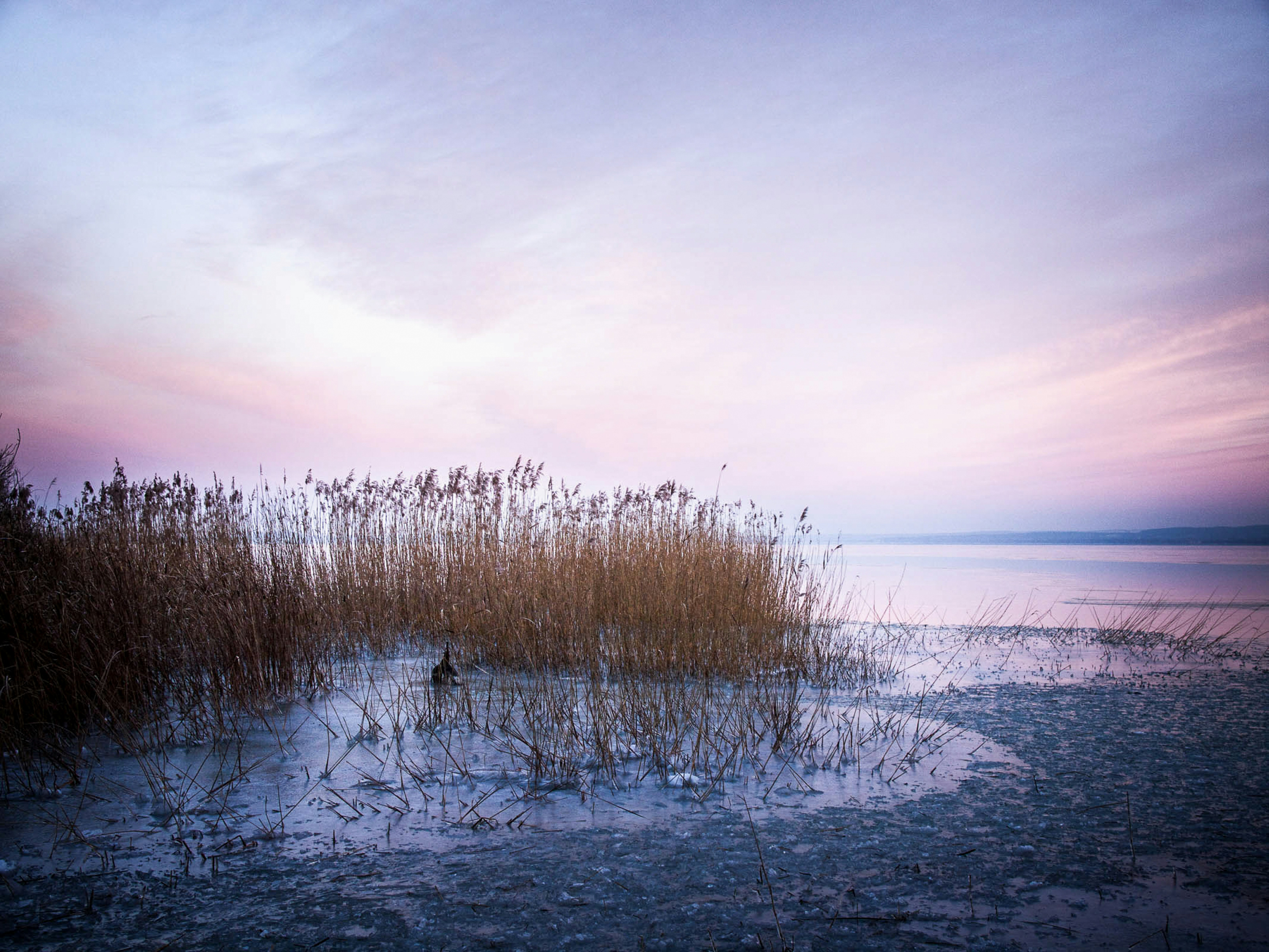 Pastel sky washes over a tranquil lake with a clump of tall reeds in the foreground. The scene emphasizes quiet shoreline textures and the reflection of light on still water.