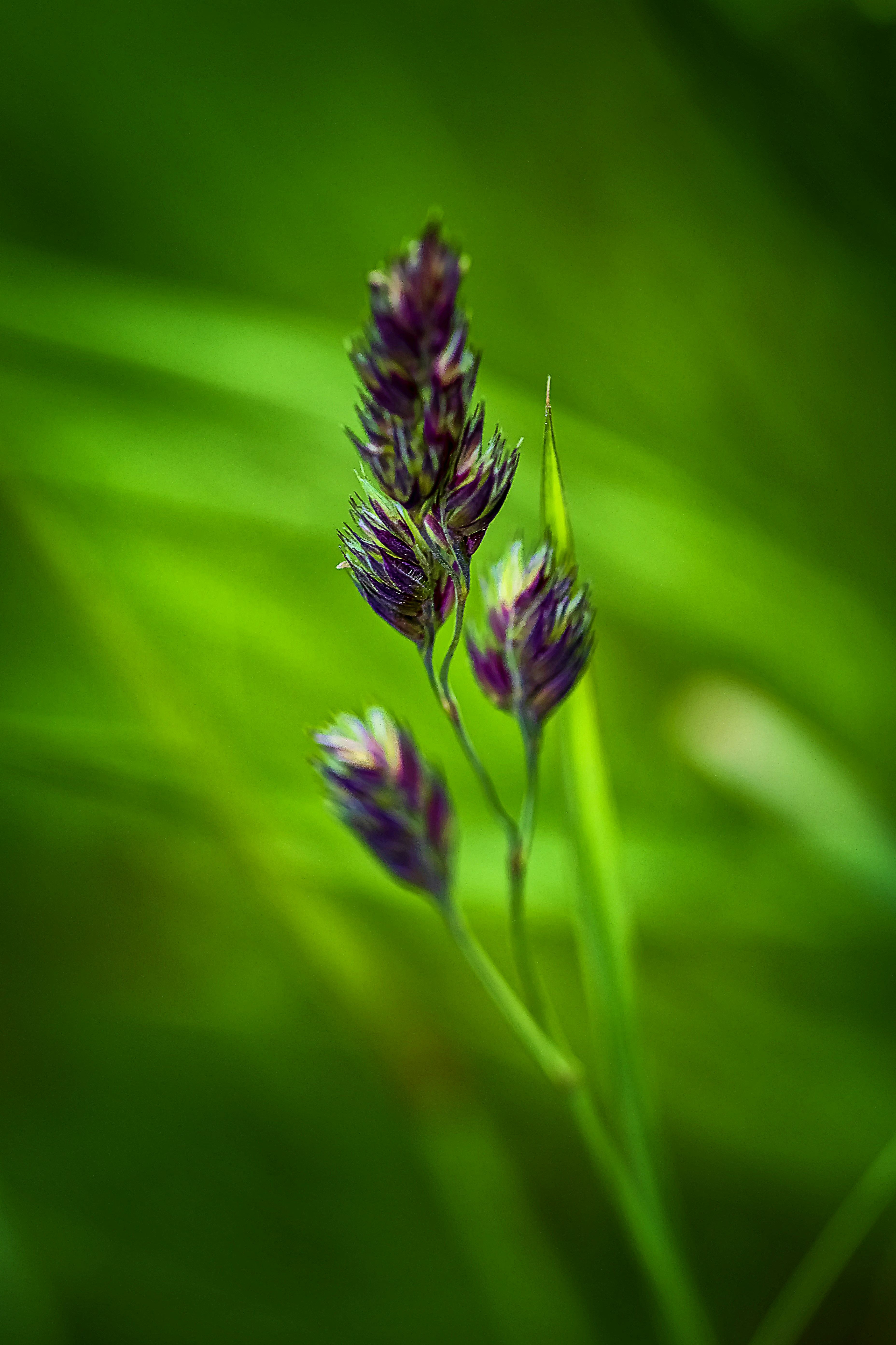 Grass
