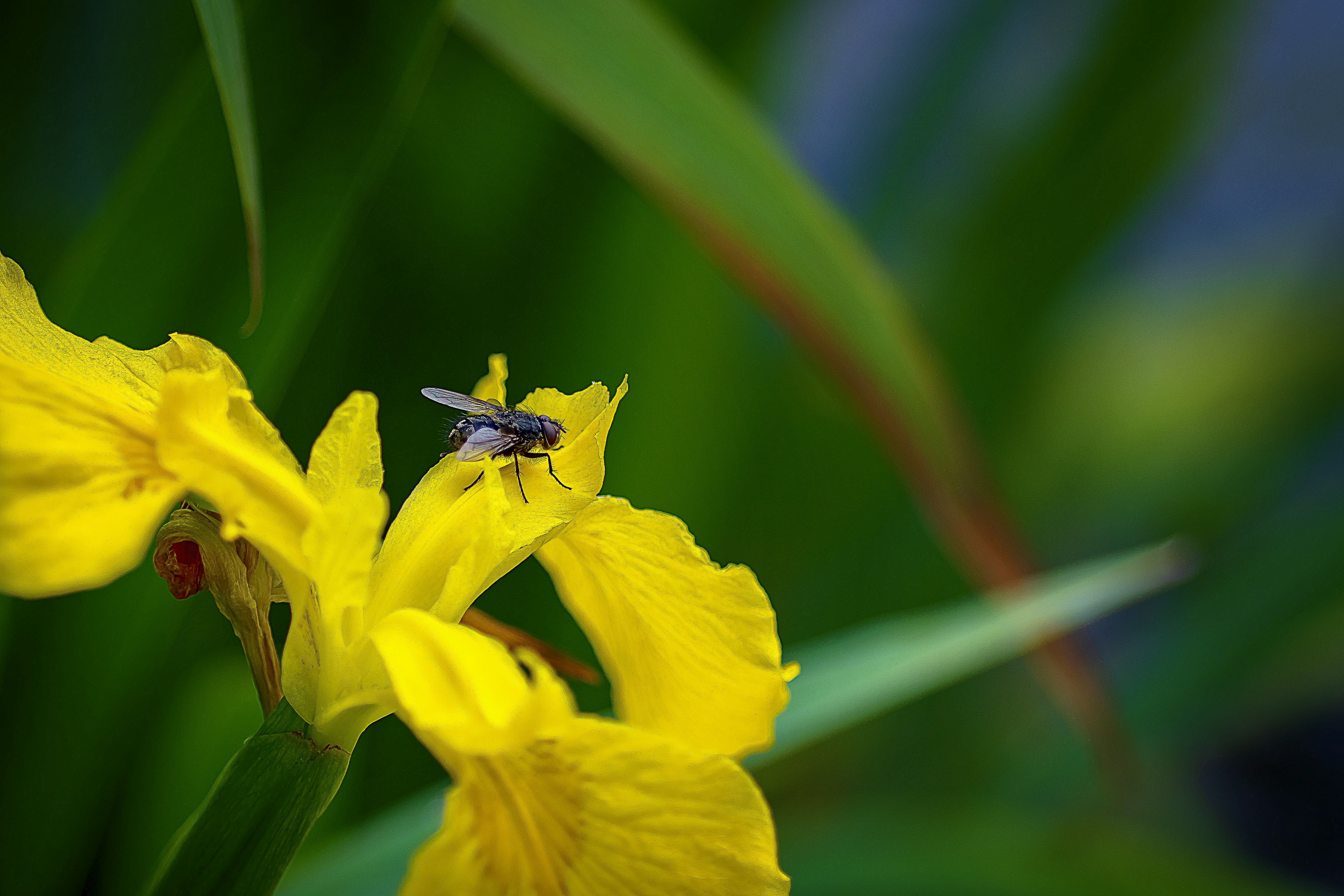 Tiny Visitor on a Golden Iris: Macro Moment