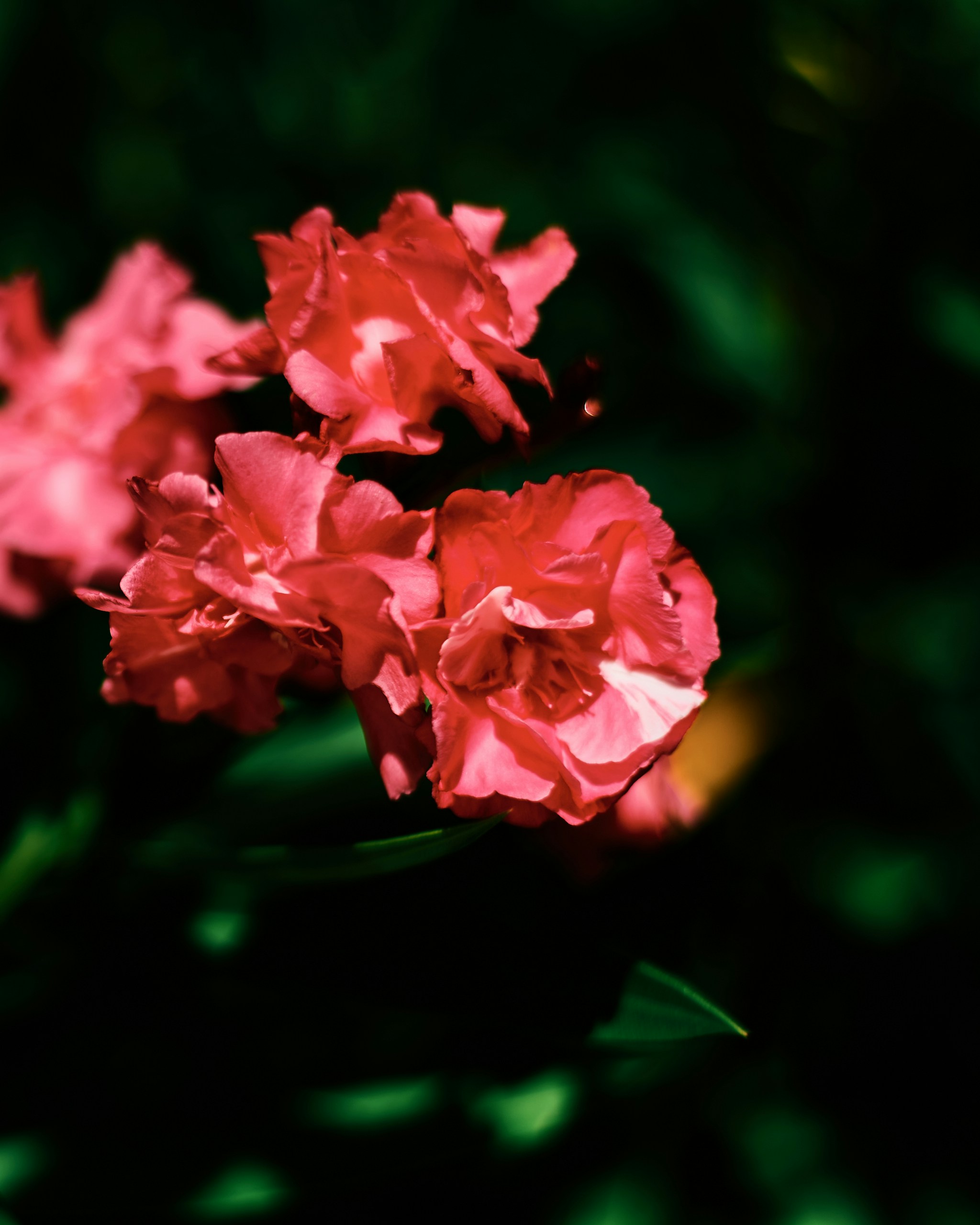 Vibrant pink flowers emerge amidst a dark, blurred backdrop, highlighting their delicate petals and lush green leaves.