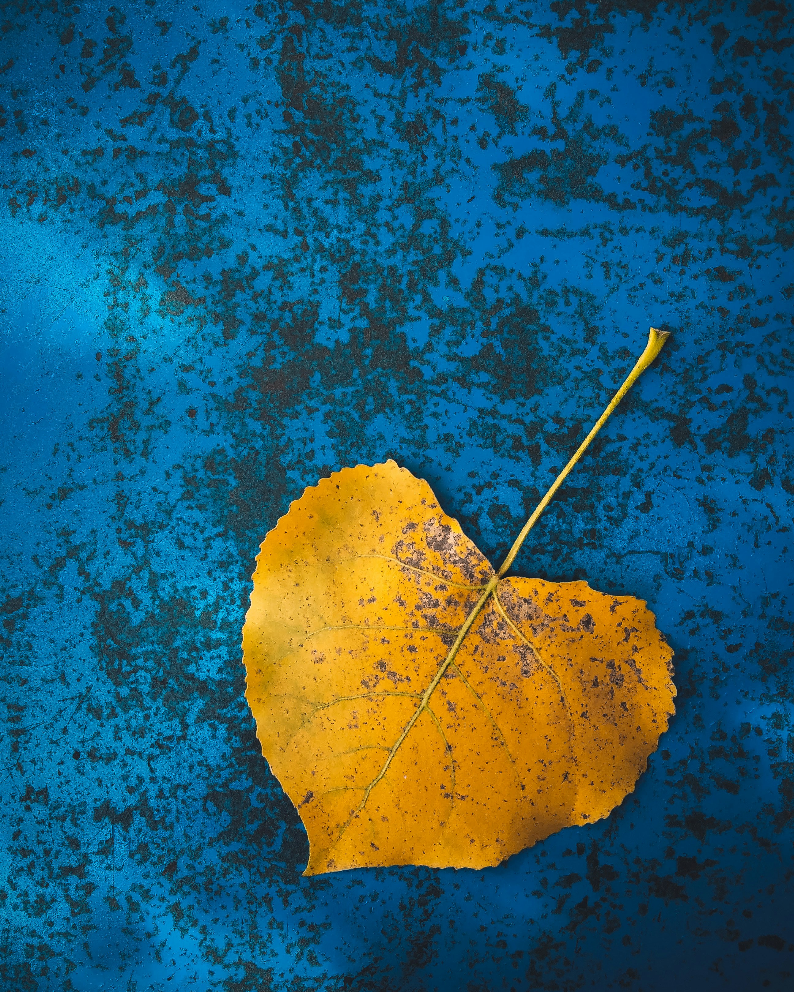 Yellow leaf resting on a textured blue surface, creating a vivid contrast.