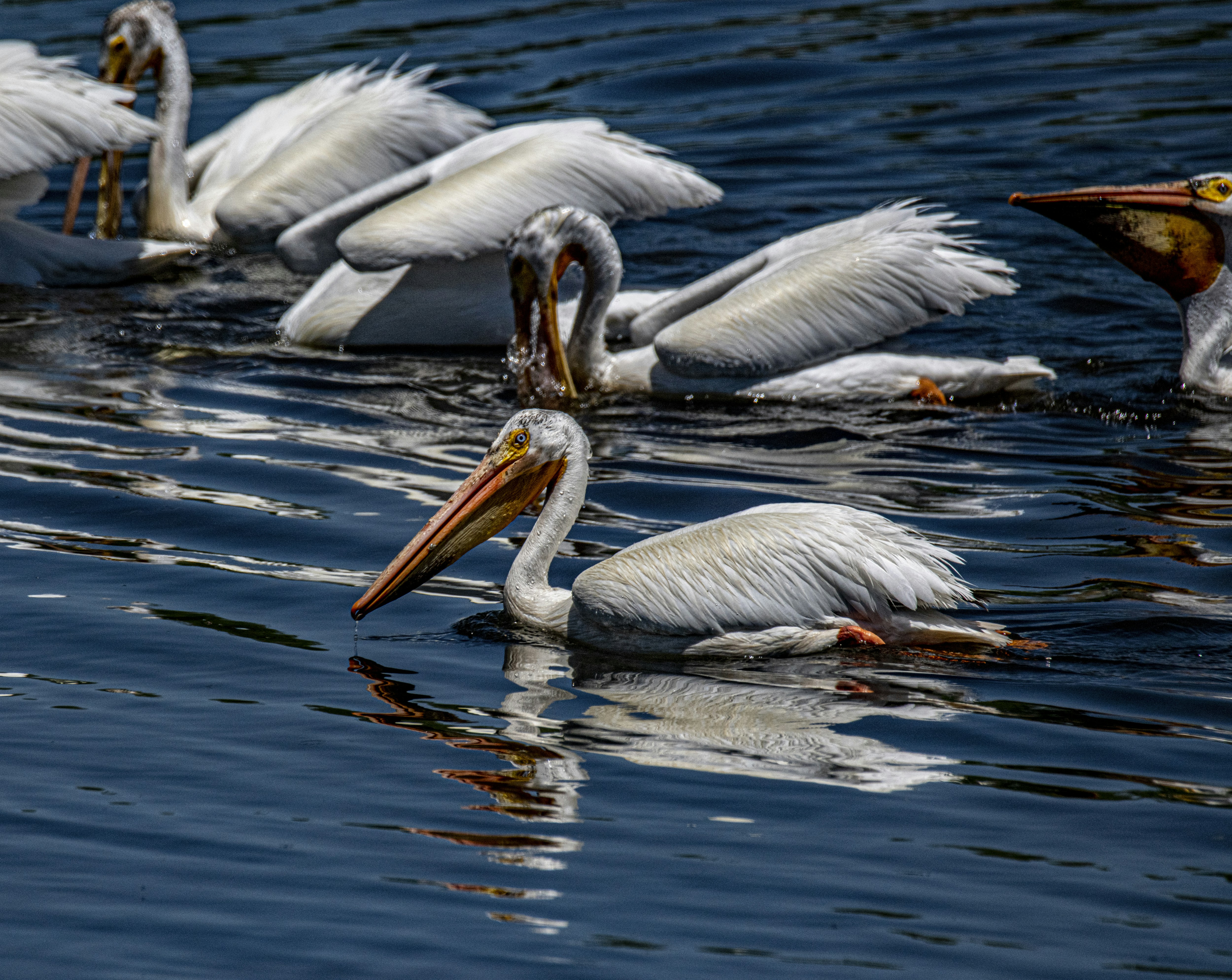 White pelicans on body of water during daytime photo – Free Grey Image ...