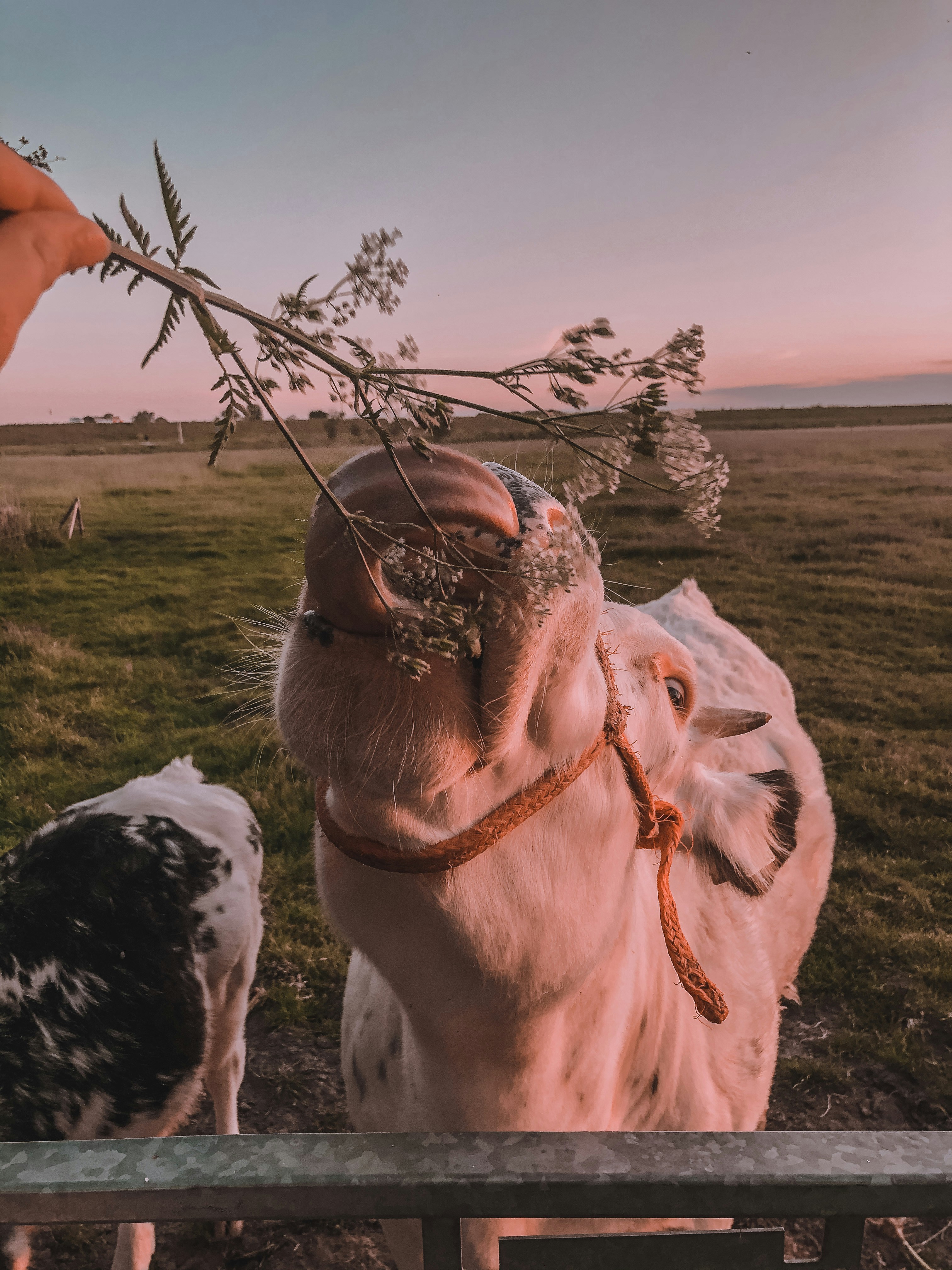 Cow
