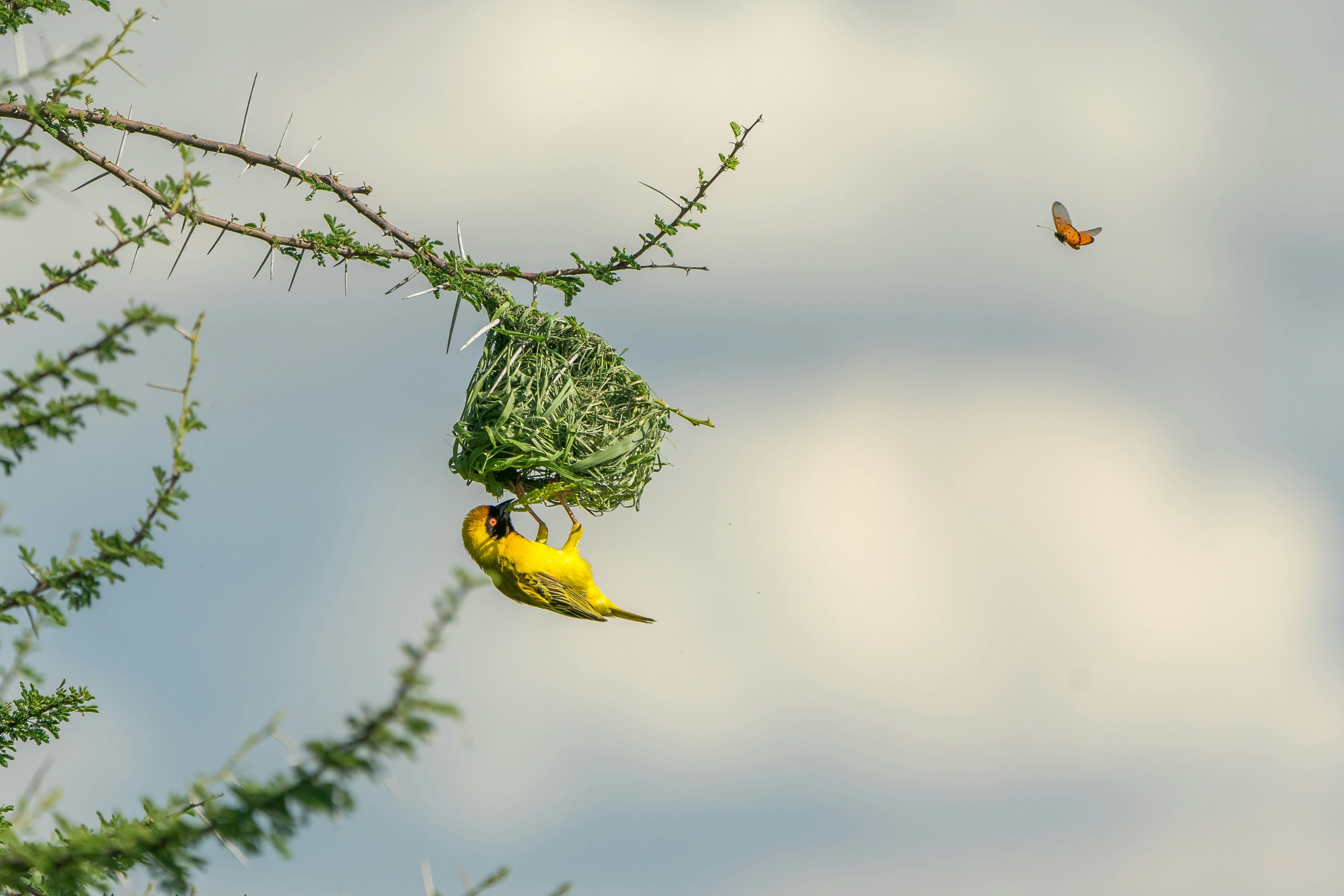 Hanging Nest Vigil: Yellow Weaver and a Distant Butterfly