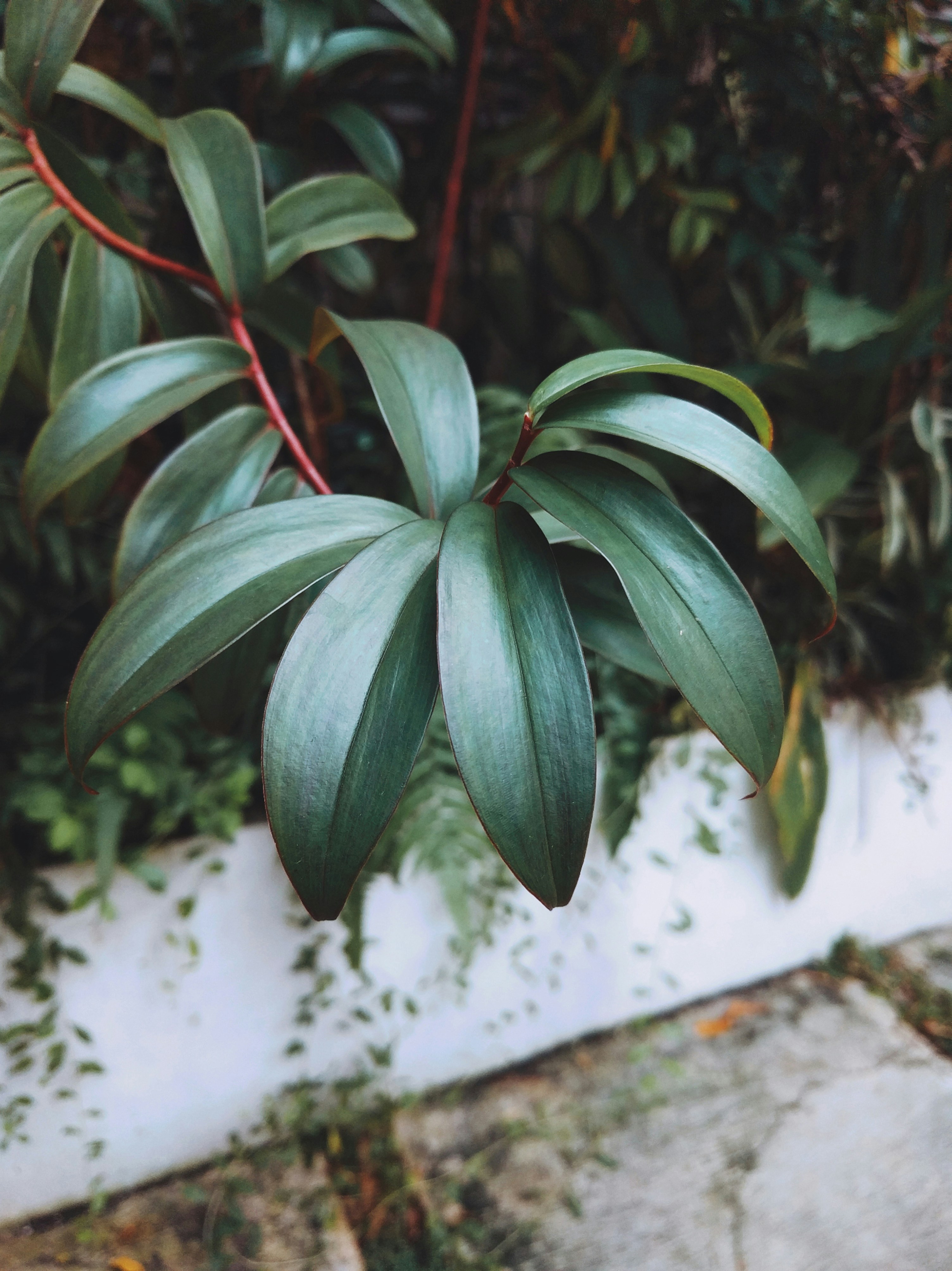 Close-up of lush green leaves with a vibrant red stem, set against a blurred background of foliage and a white wall.