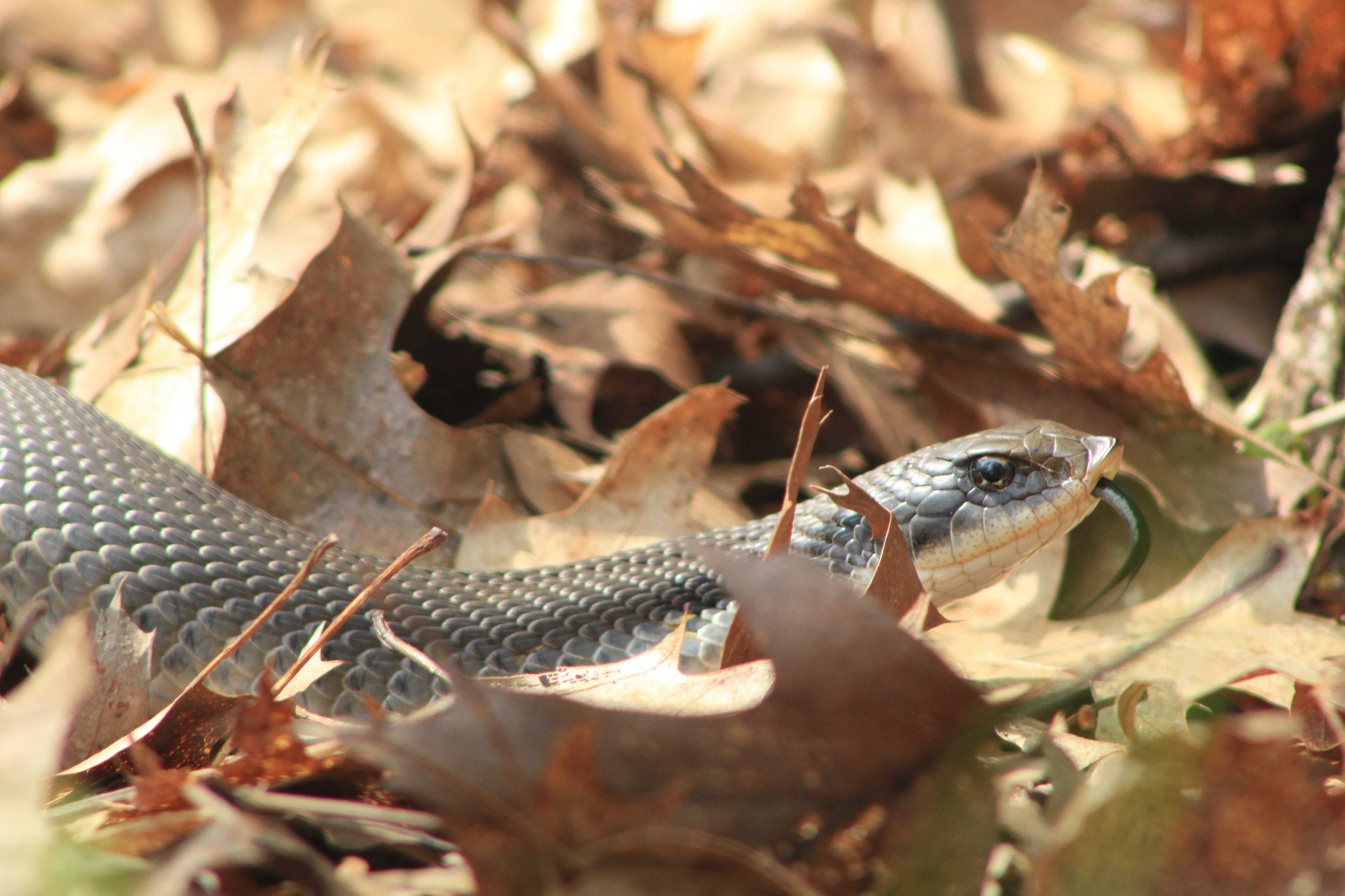 Autumn's Camouflaged Sentinel: Gray Snake Among Leaf Litter
