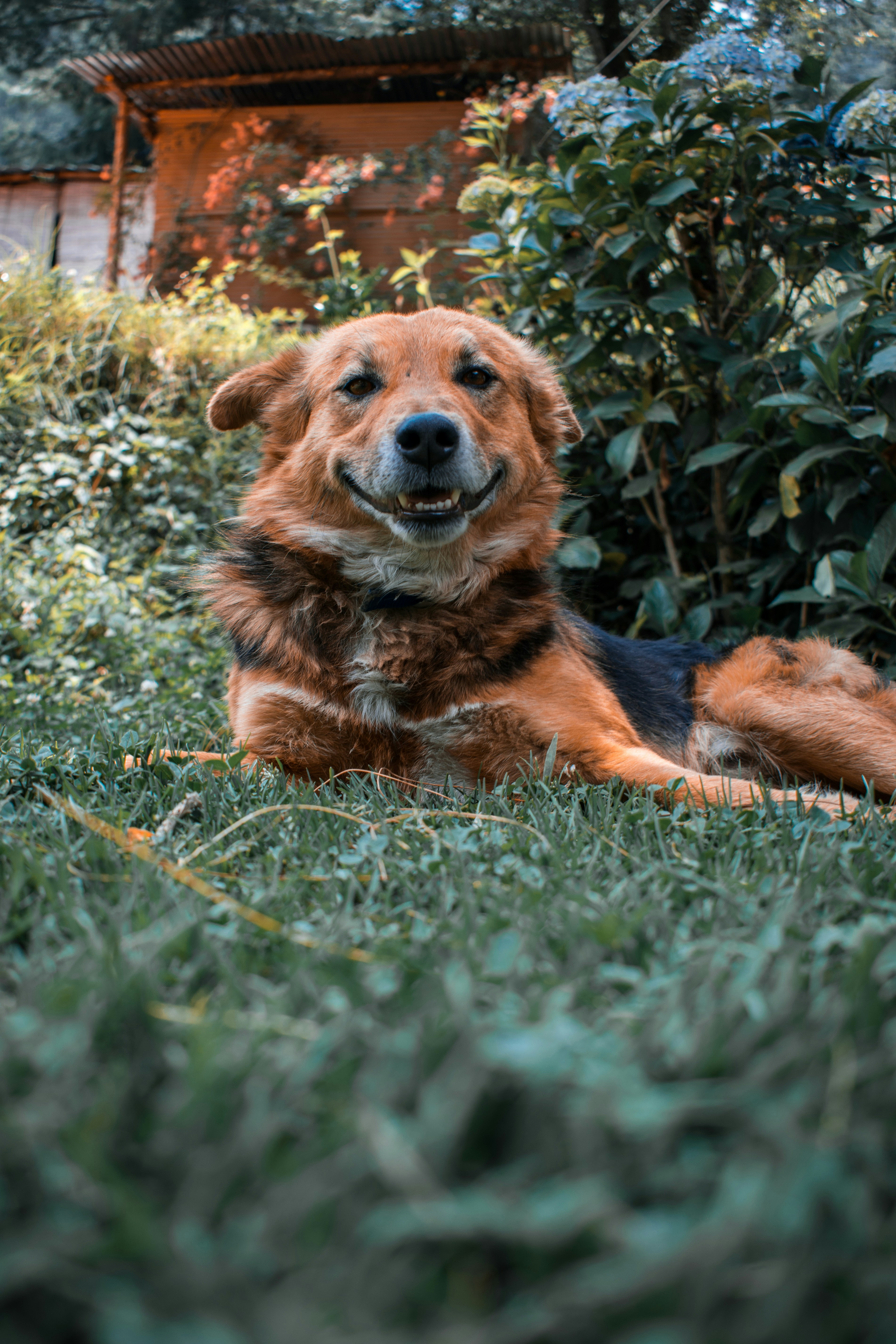 A cheerful dog lounging on vibrant green grass, surrounded by leafy plants and a rustic backdrop. The dog's playful demeanor adds warmth to the tranquil setting.