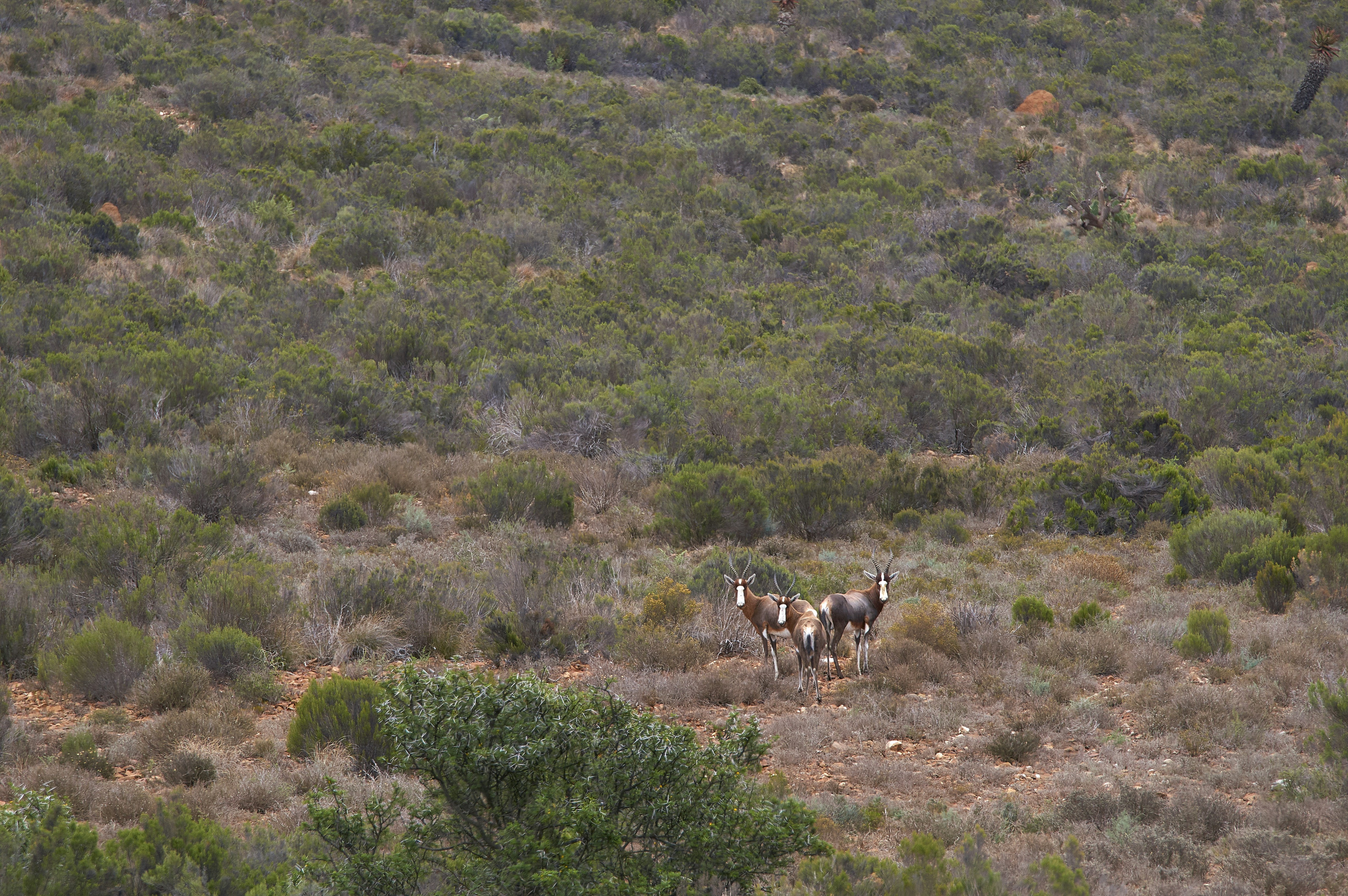 Herding Stillness on a Sparse Scrubland Ridge