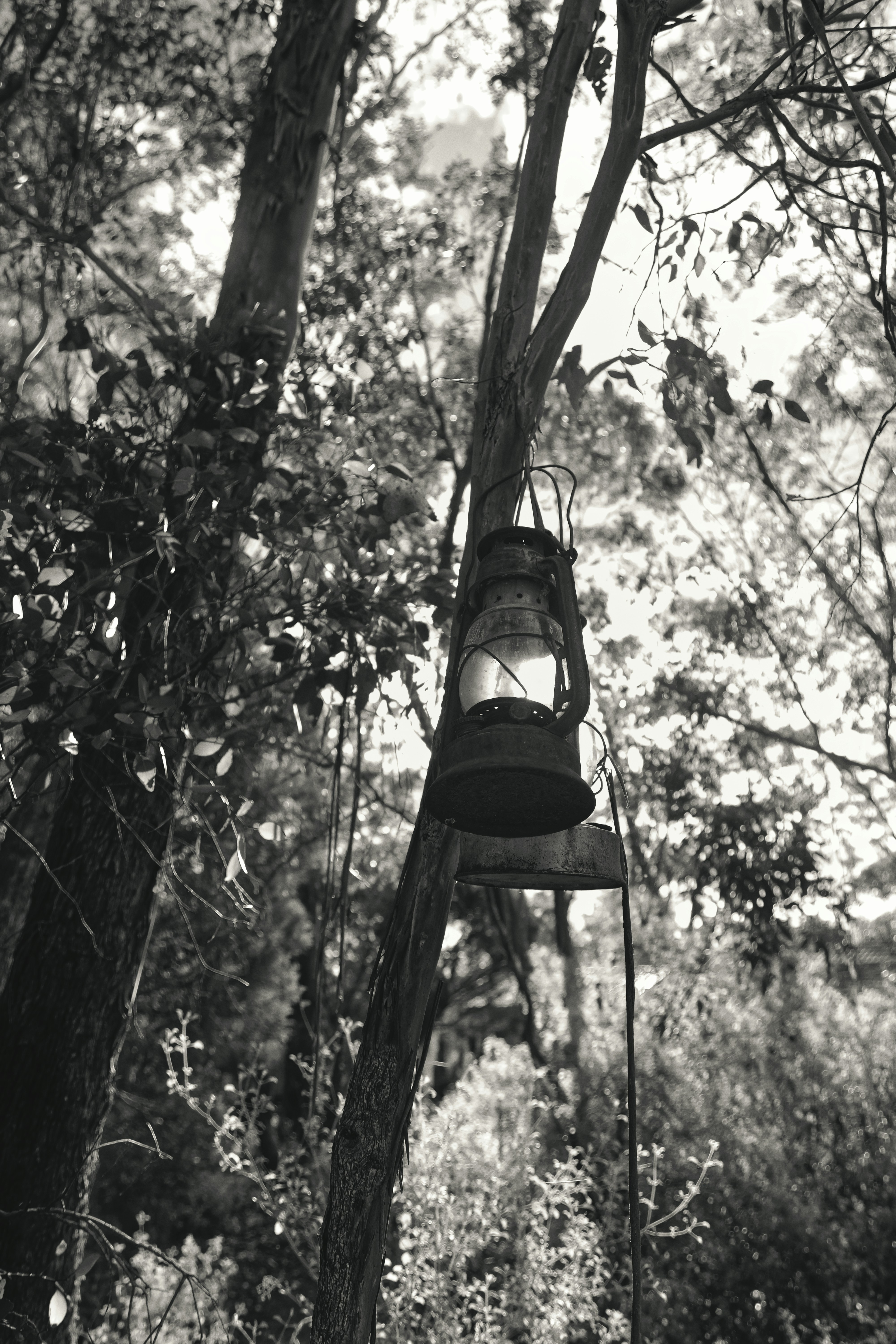 Rustic lantern hanging from a wooden post, surrounded by lush foliage in a tranquil forest setting.