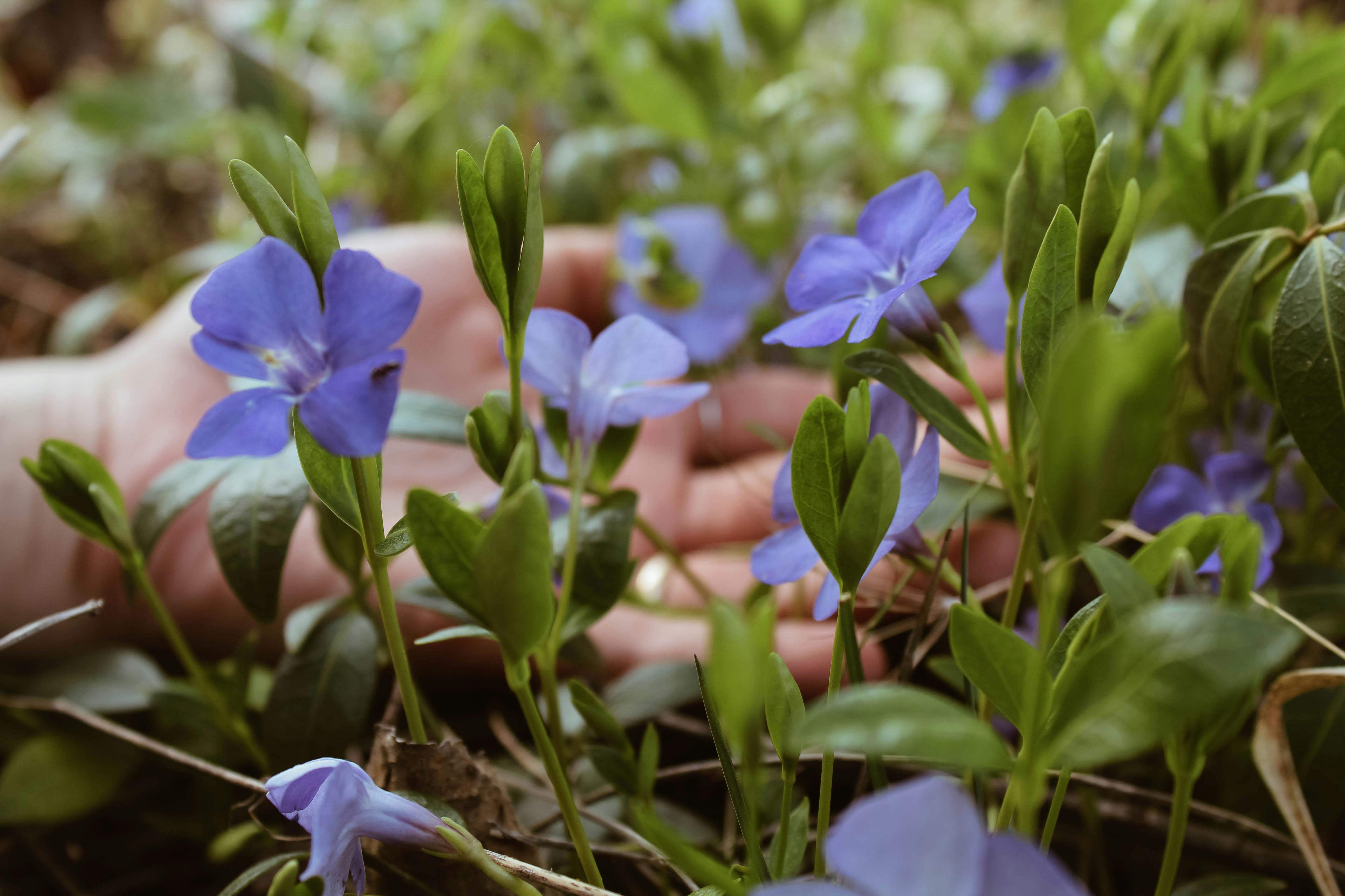 Foto Flor Morada En Vasija De Barro Marrón Imagen Planta Gratis En
