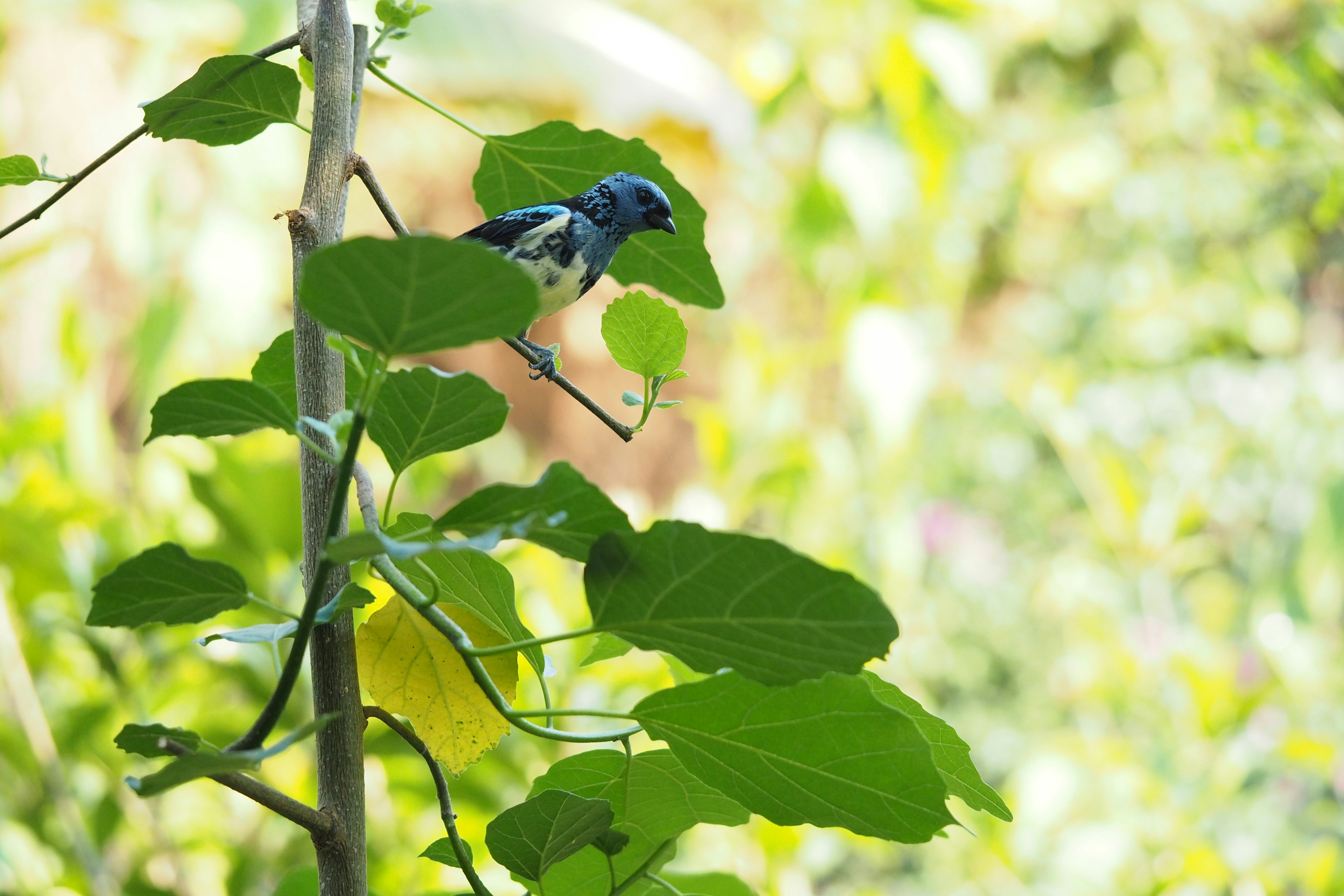 Azure Warbler on a sunlit twig amid emerald lace