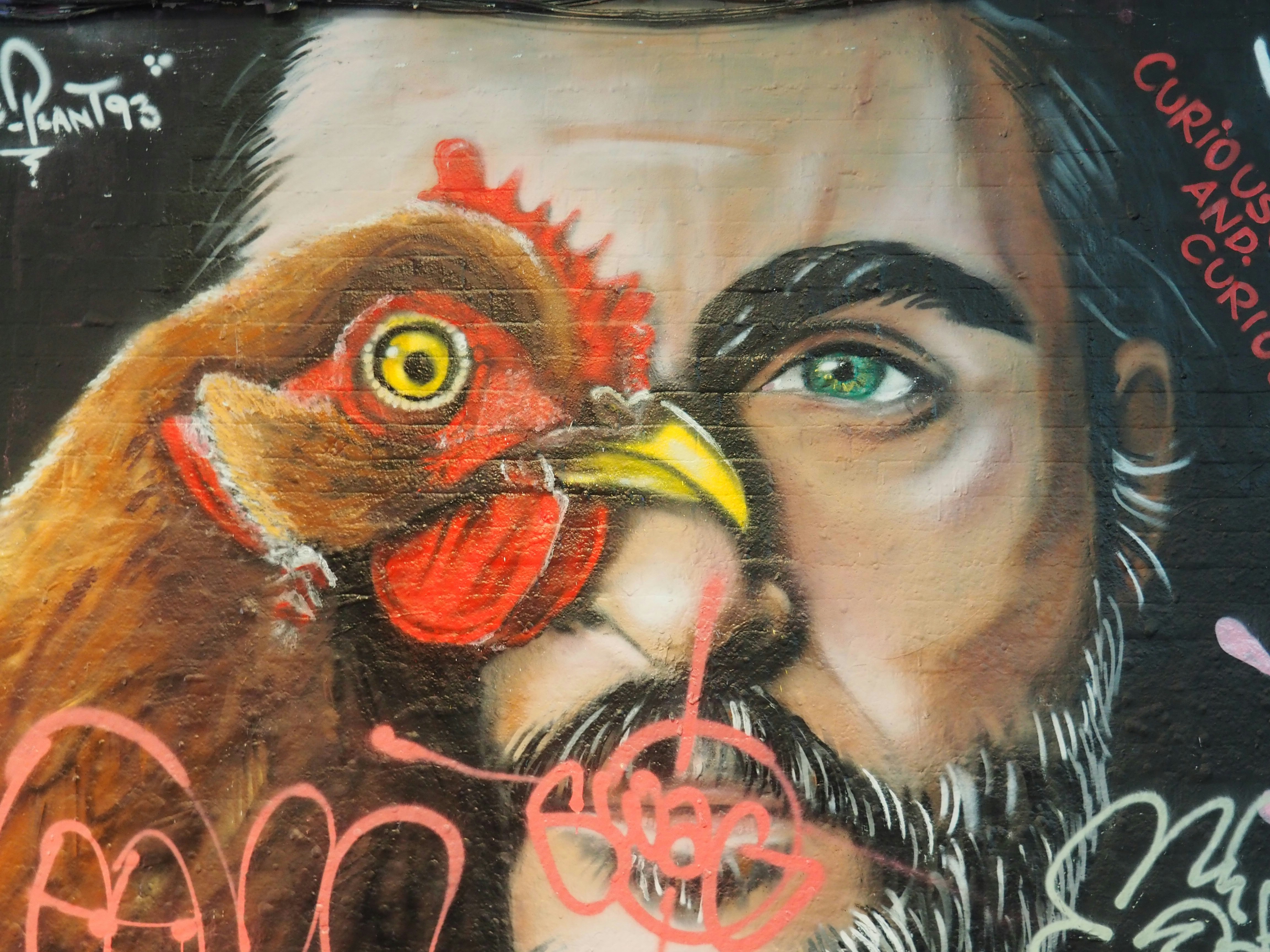 Beak and Gaze: A Facade of Feathers and Fur