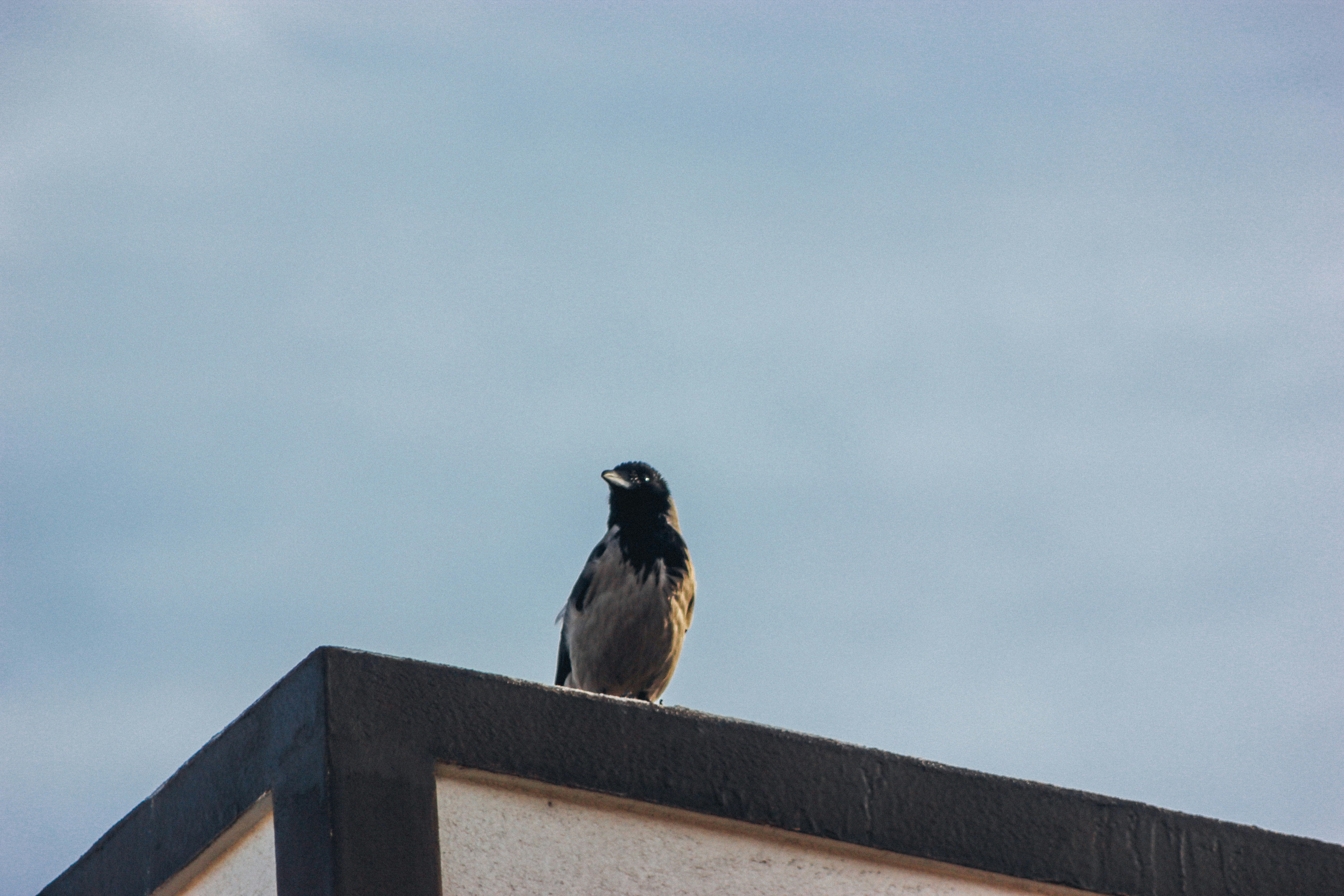 Magpie Sentinel on the Rooftop Edge Under a Quiet Blue Sky