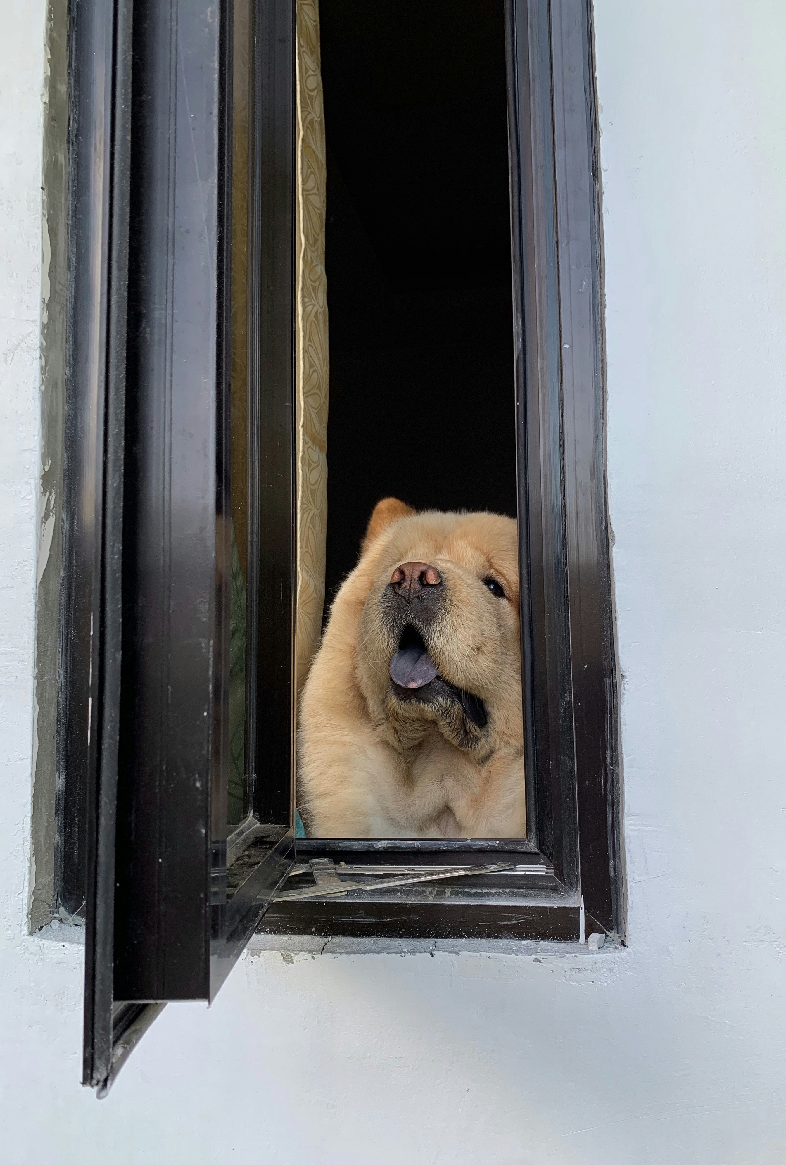 Brown and white short coated dog on window photo – Free Pet Image on ...