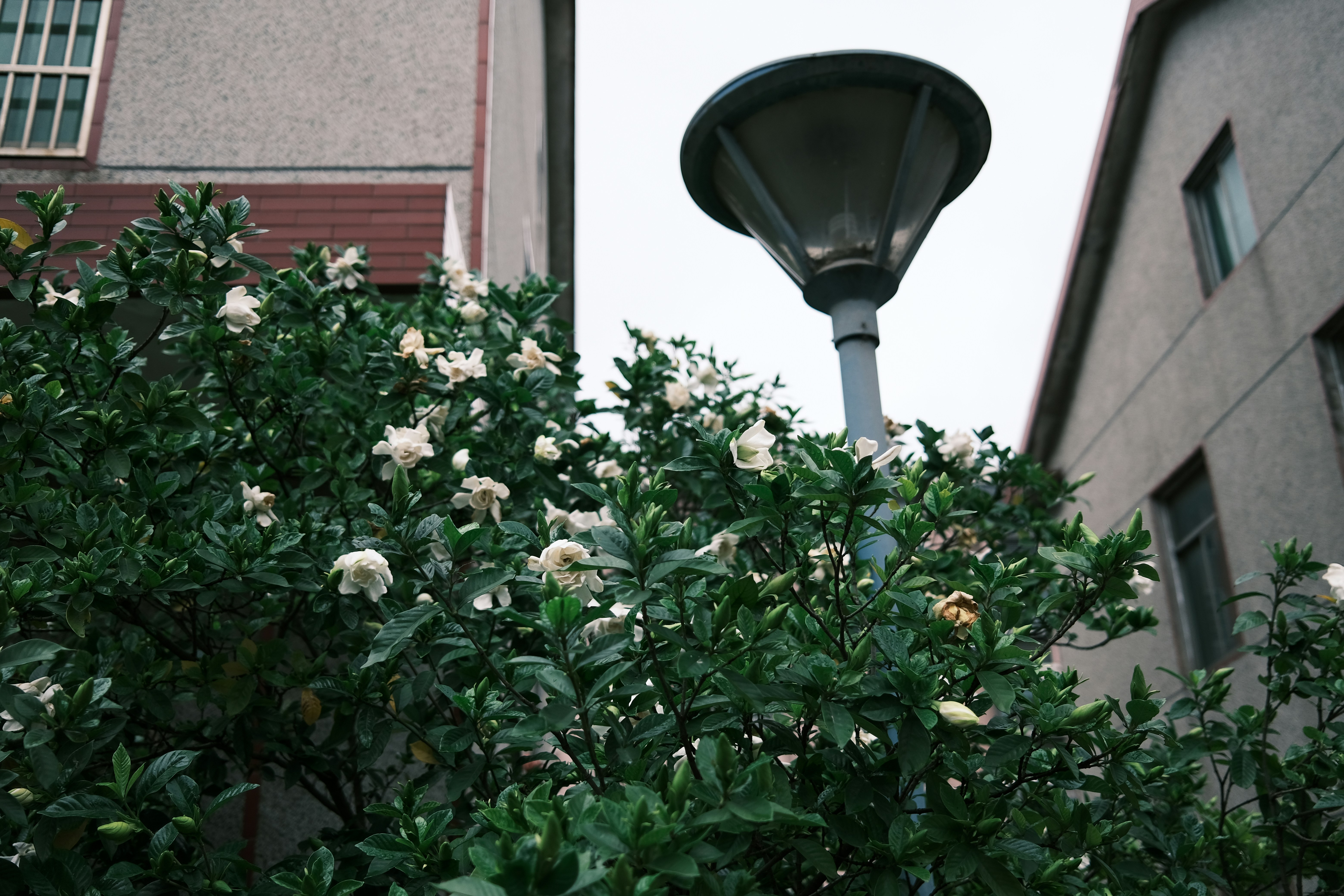 Lamppost Between Climbing White Roses