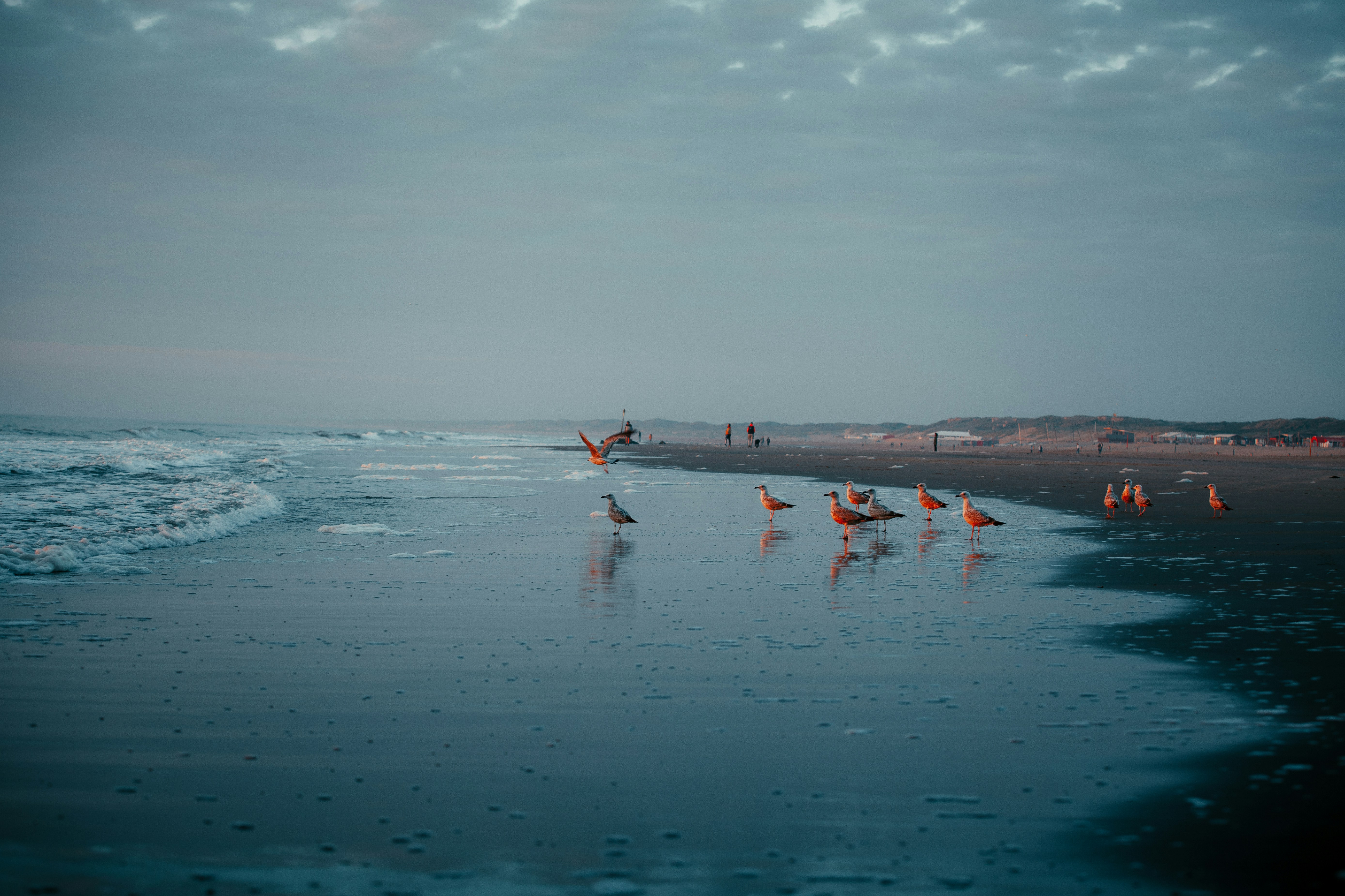 Blue Hour Shoreline: A Small Flock Pauses Along the Tidal Edge