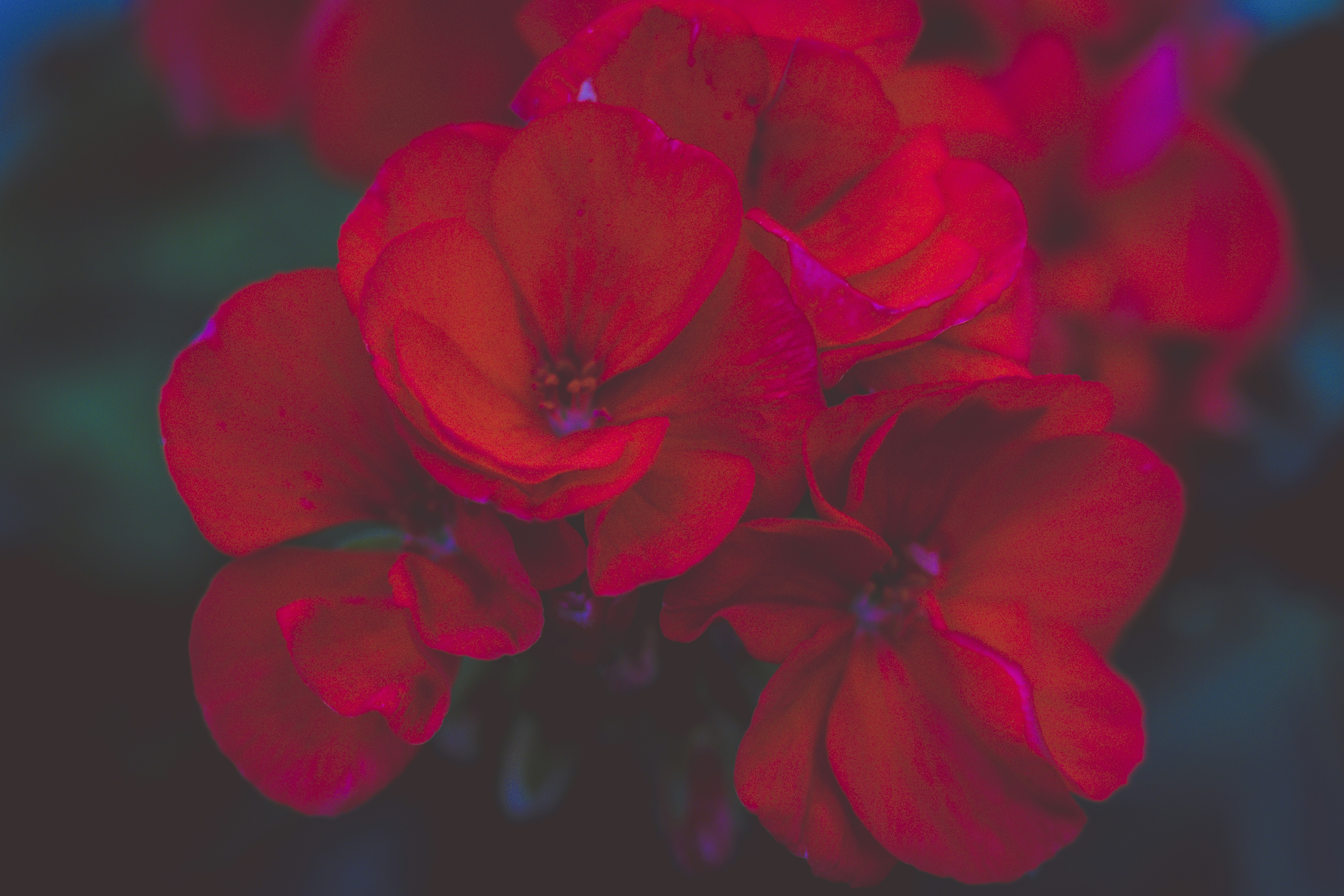 Padma Flower Pictures | Download Free Images on Unsplash