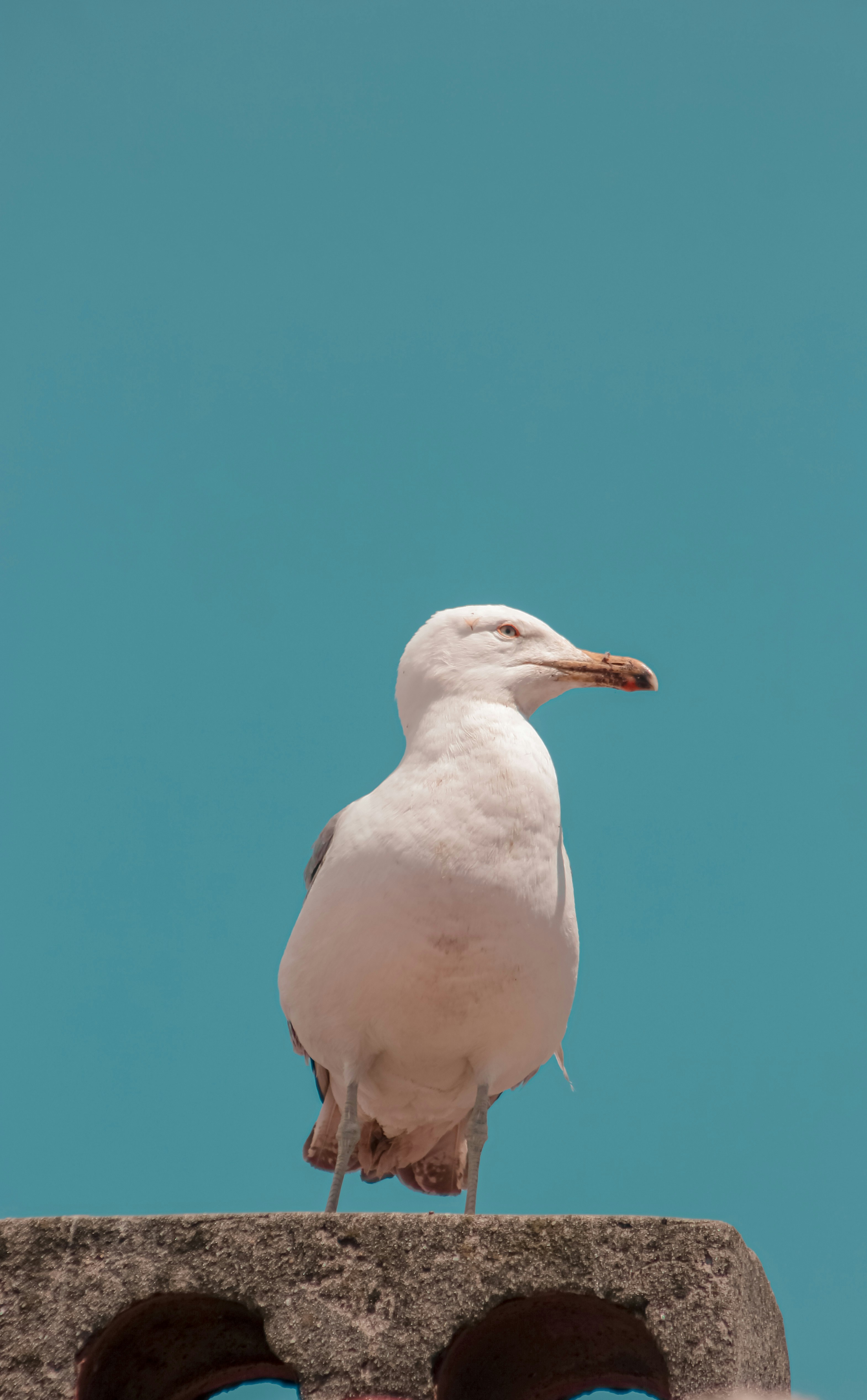 A seagull perched confidently on a stone structure, set against a vibrant blue sky.