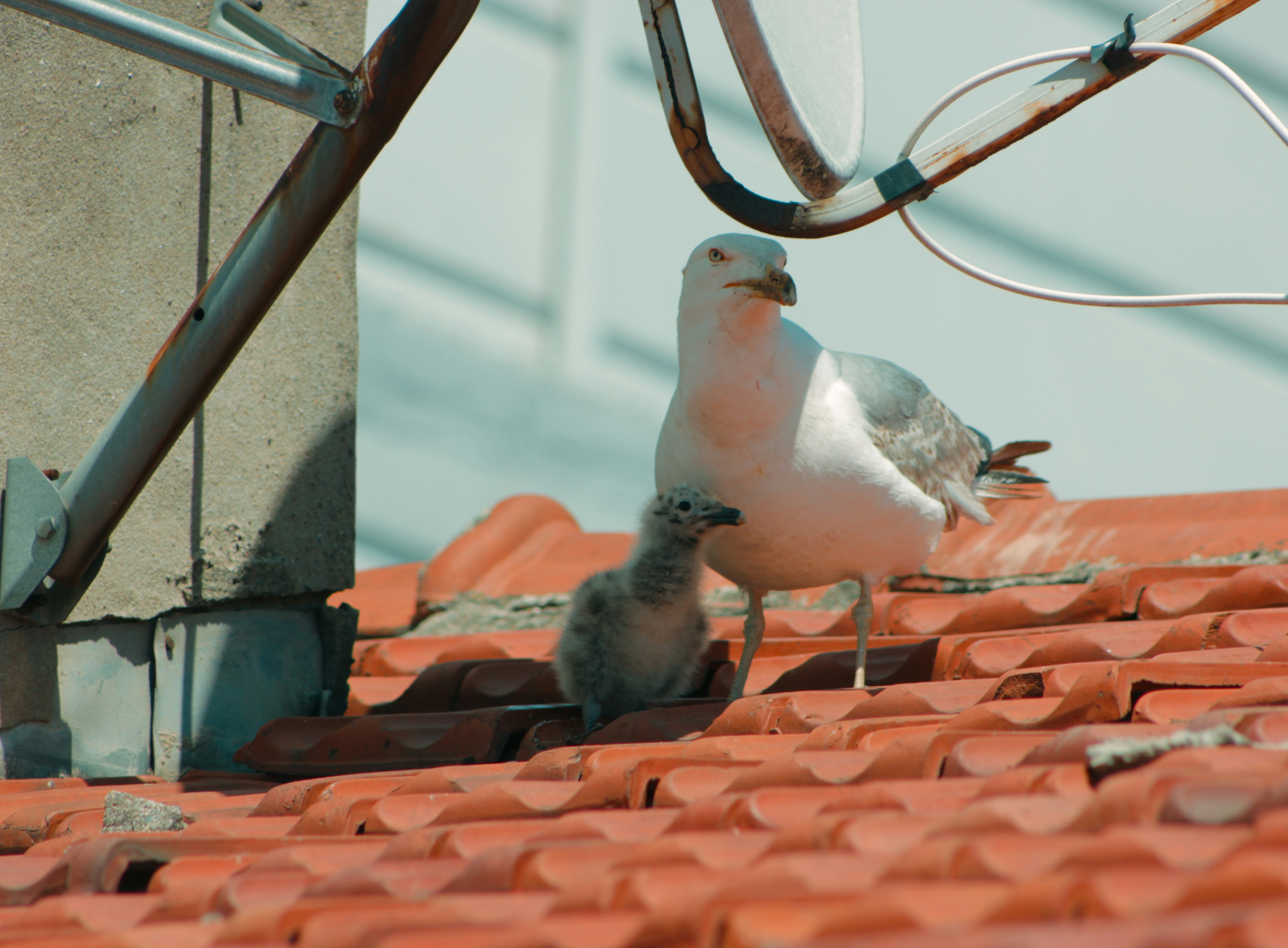 Terracotta Rooftop Rendezvous: Seagulls Pause Under Urban Wiring