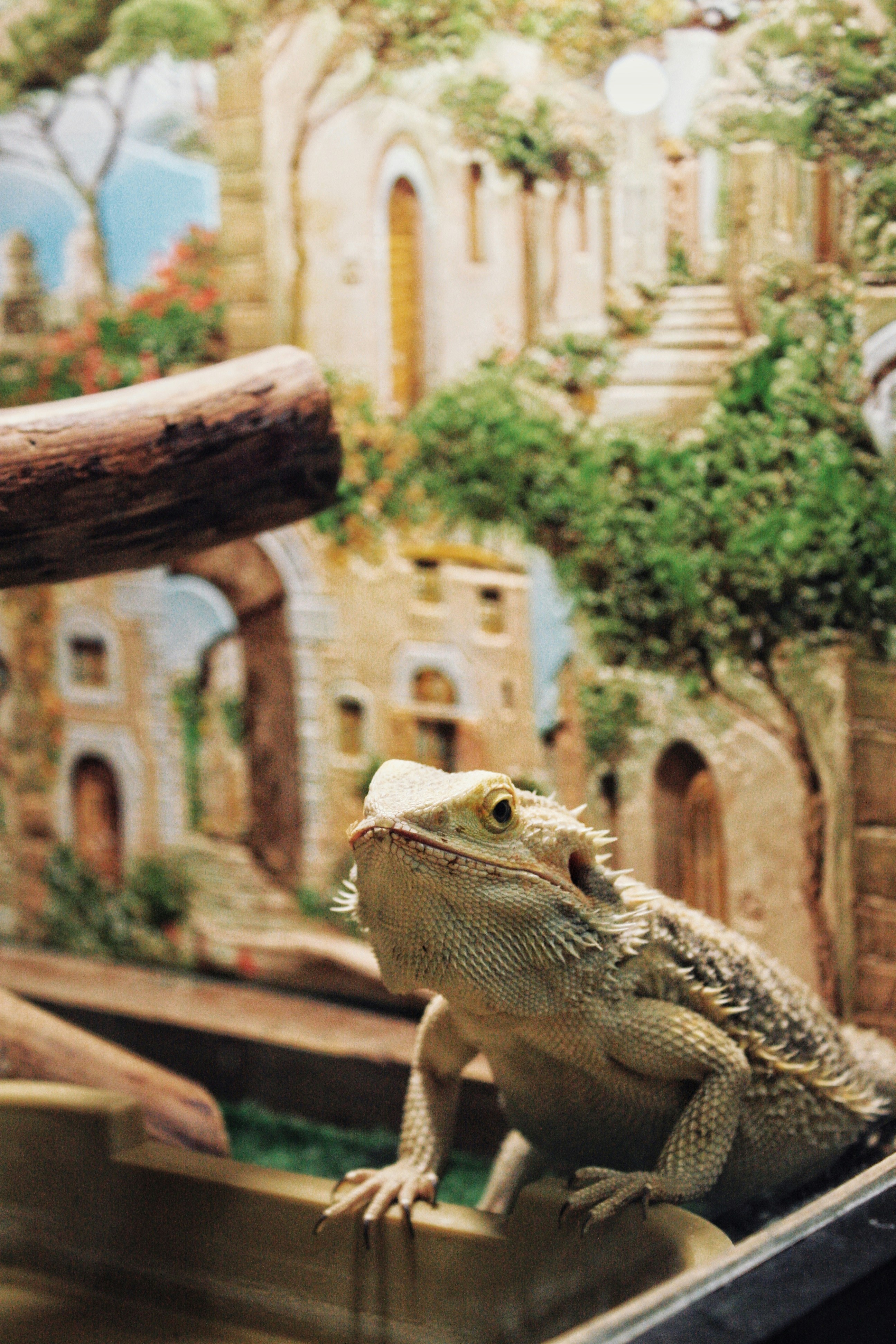 yellow and brown bearded dragon on brown wooden branch during daytime