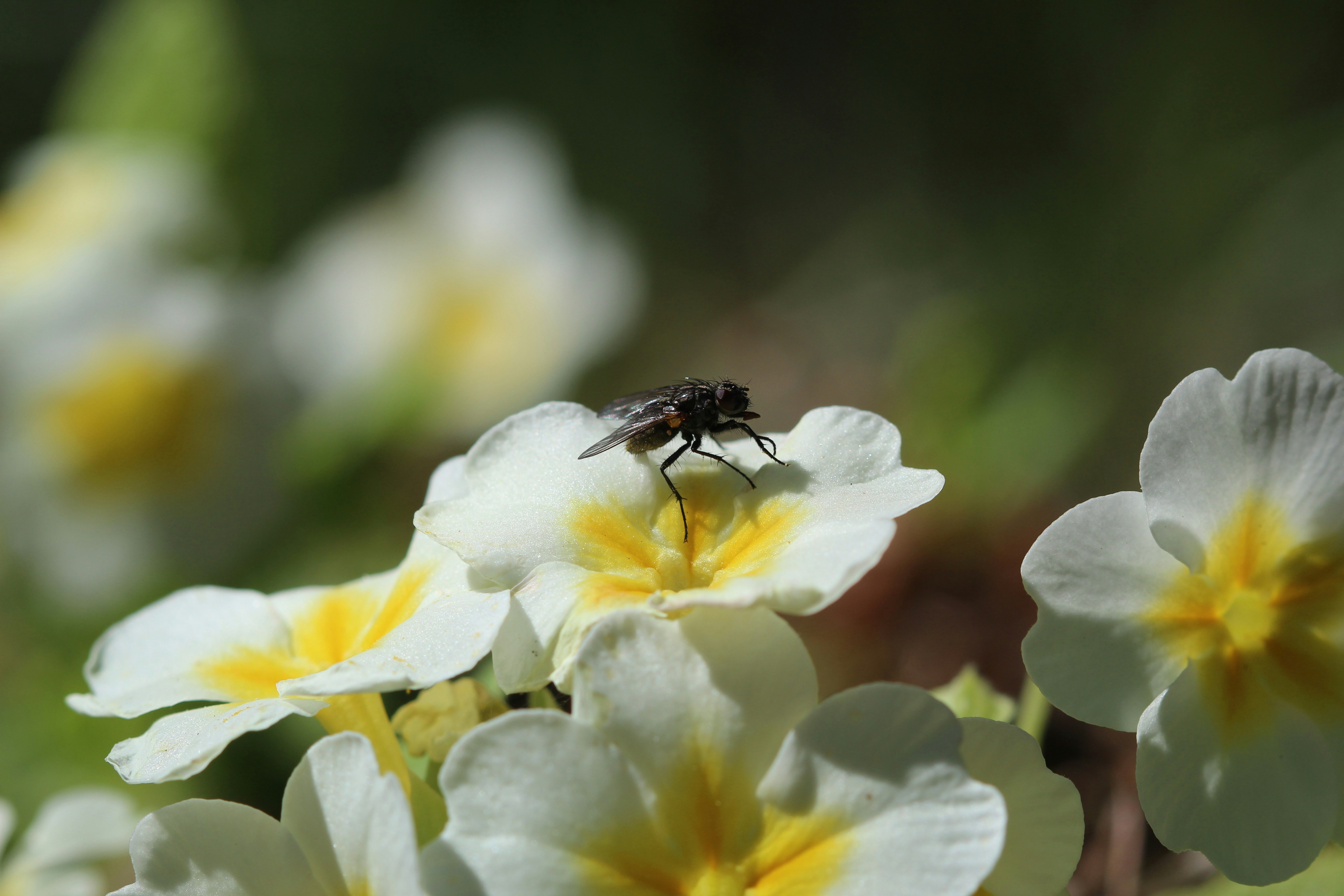 A close-up of a fly perched on a delicate white flower with yellow accents, surrounded by a blur of additional blossoms. The image captures the intricate relationship between pollinators and flora.
