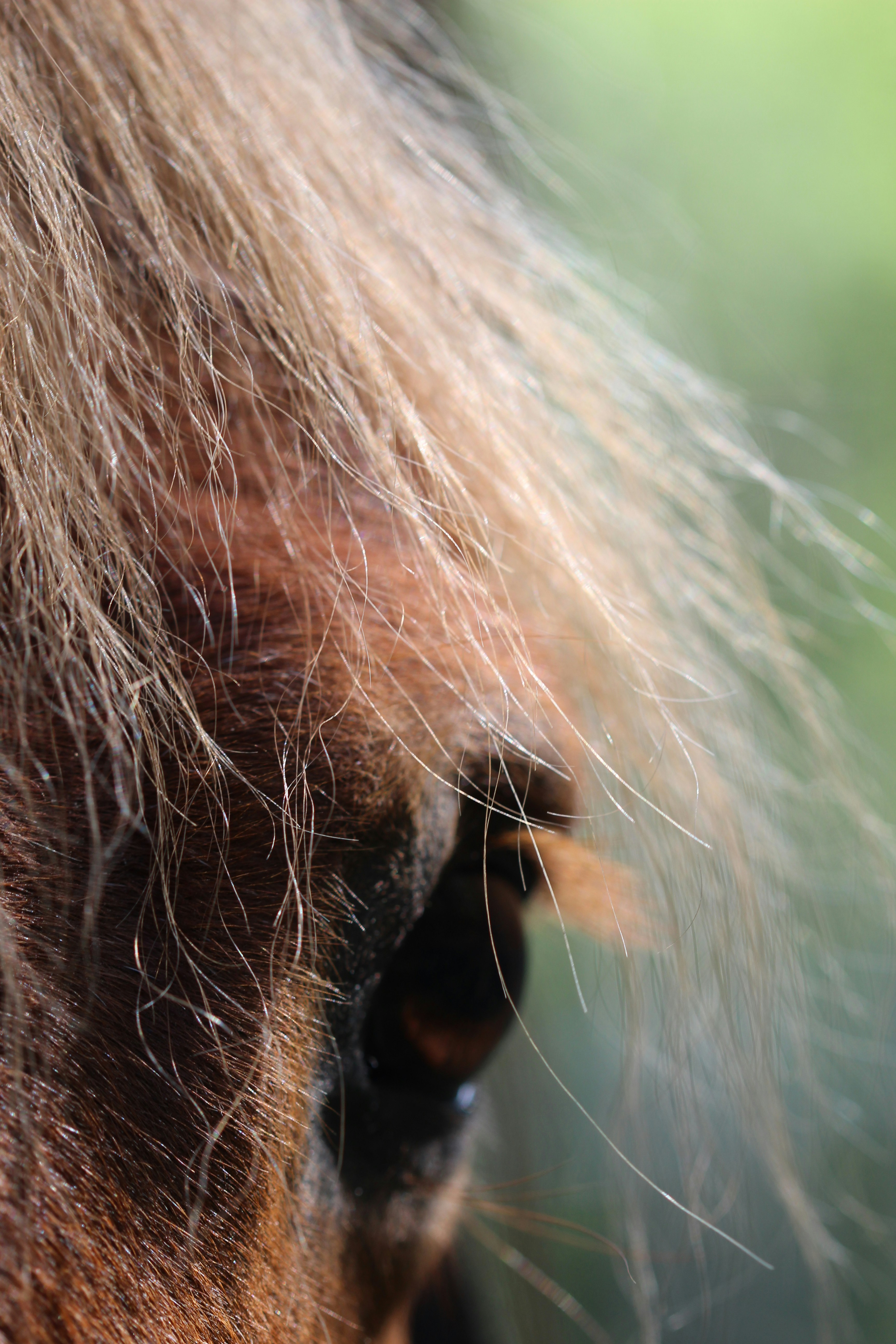 Close-up of a horse's eye partially obscured by its flowing mane, emphasizing the texture and depth of its features.