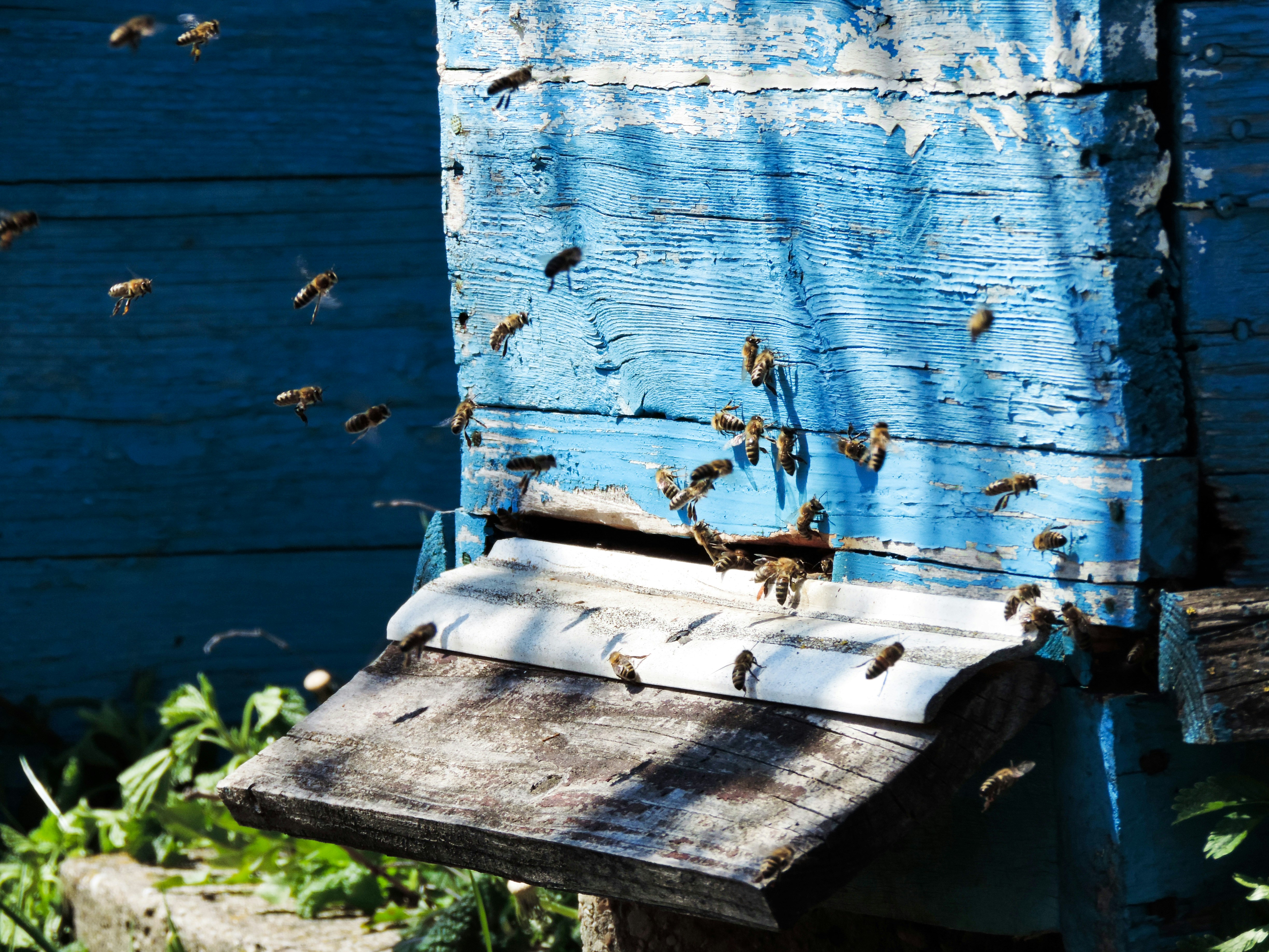 Bees swarm around a weathered blue beehive under sunlight.