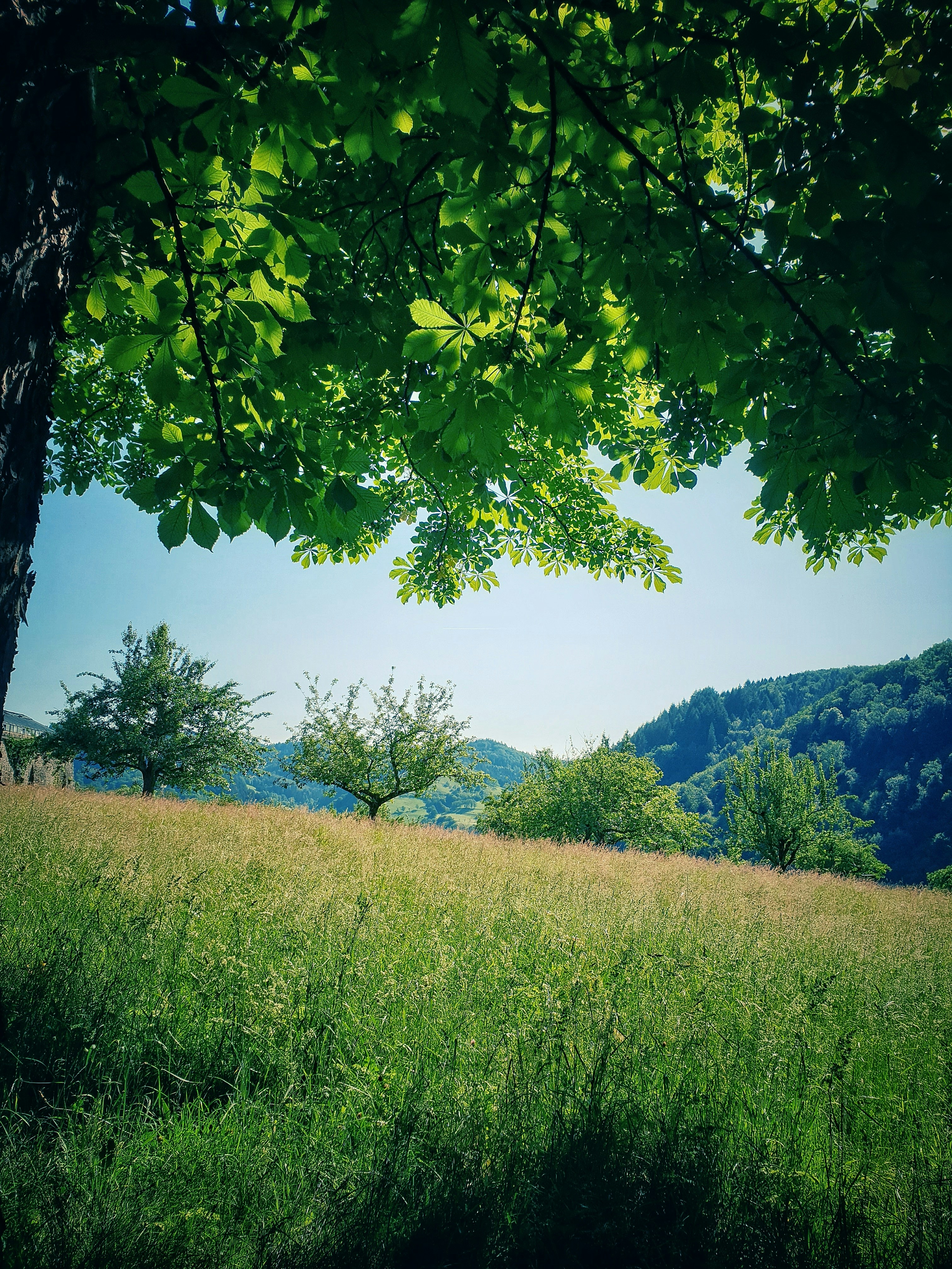 Overhanging Green Canopy Over a Meadowed Valley