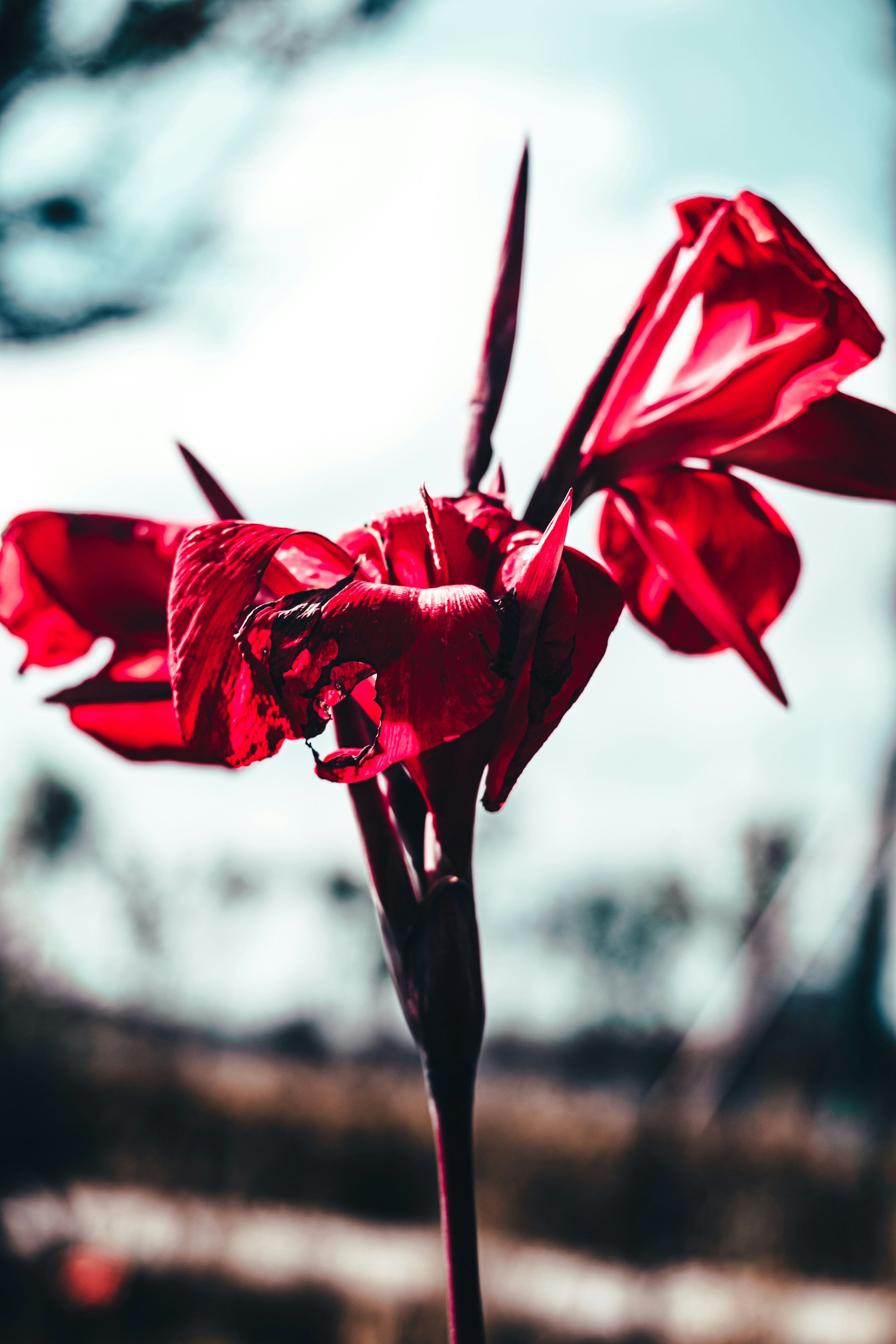 red flower in tilt shift lens
