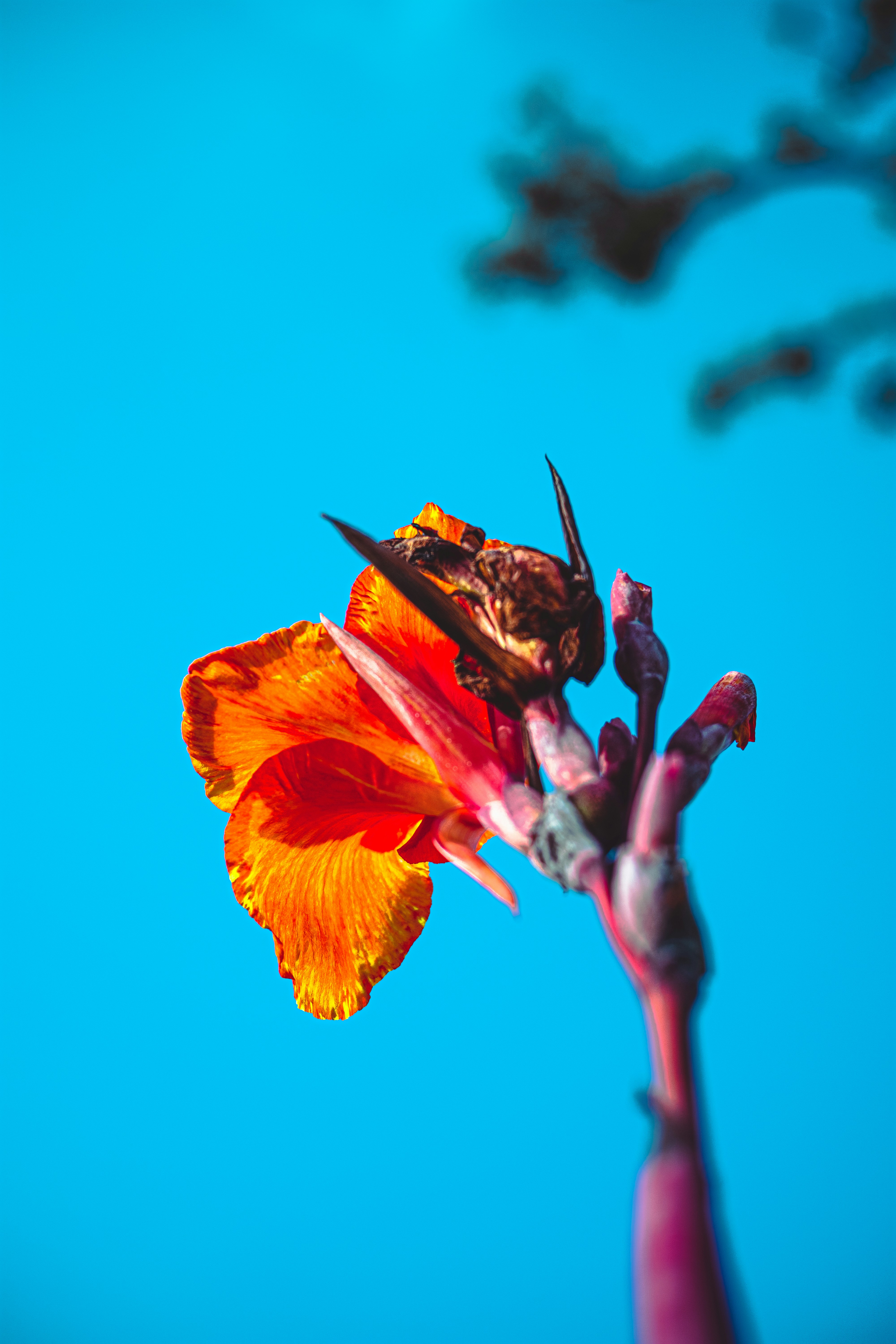 Crimson Petals against Cerulean Sky