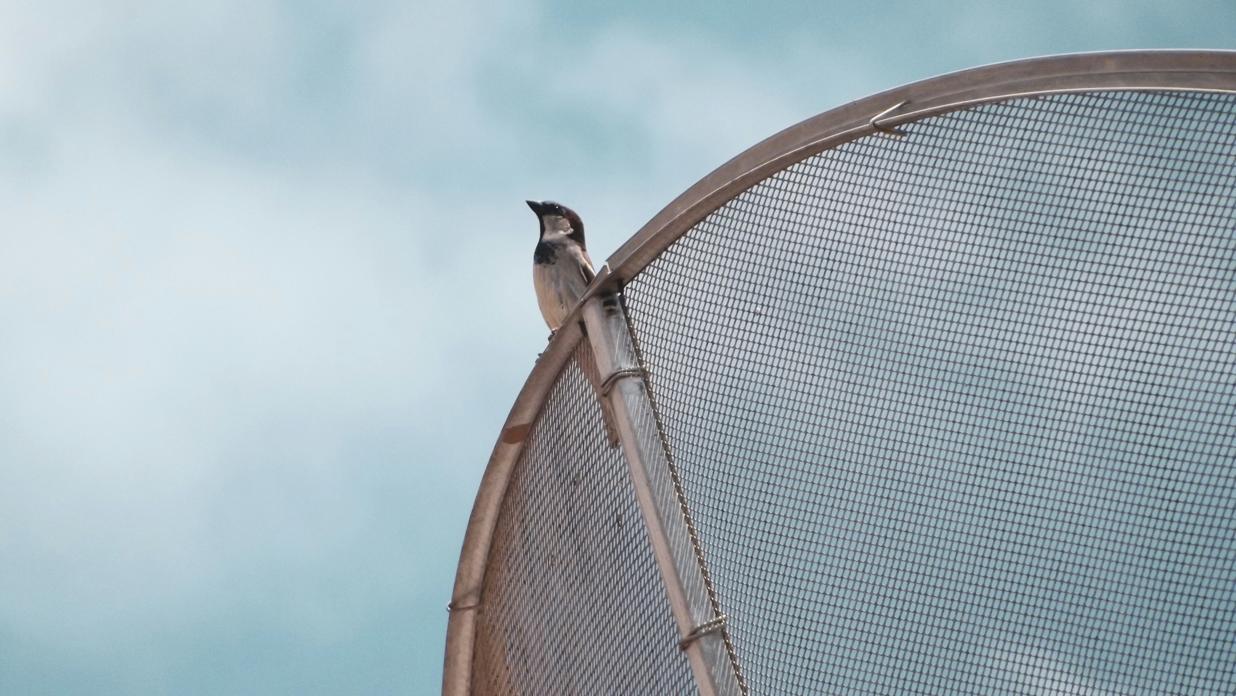 Sparrow Perch on a Curved Mesh Under a Clear Blue Sky