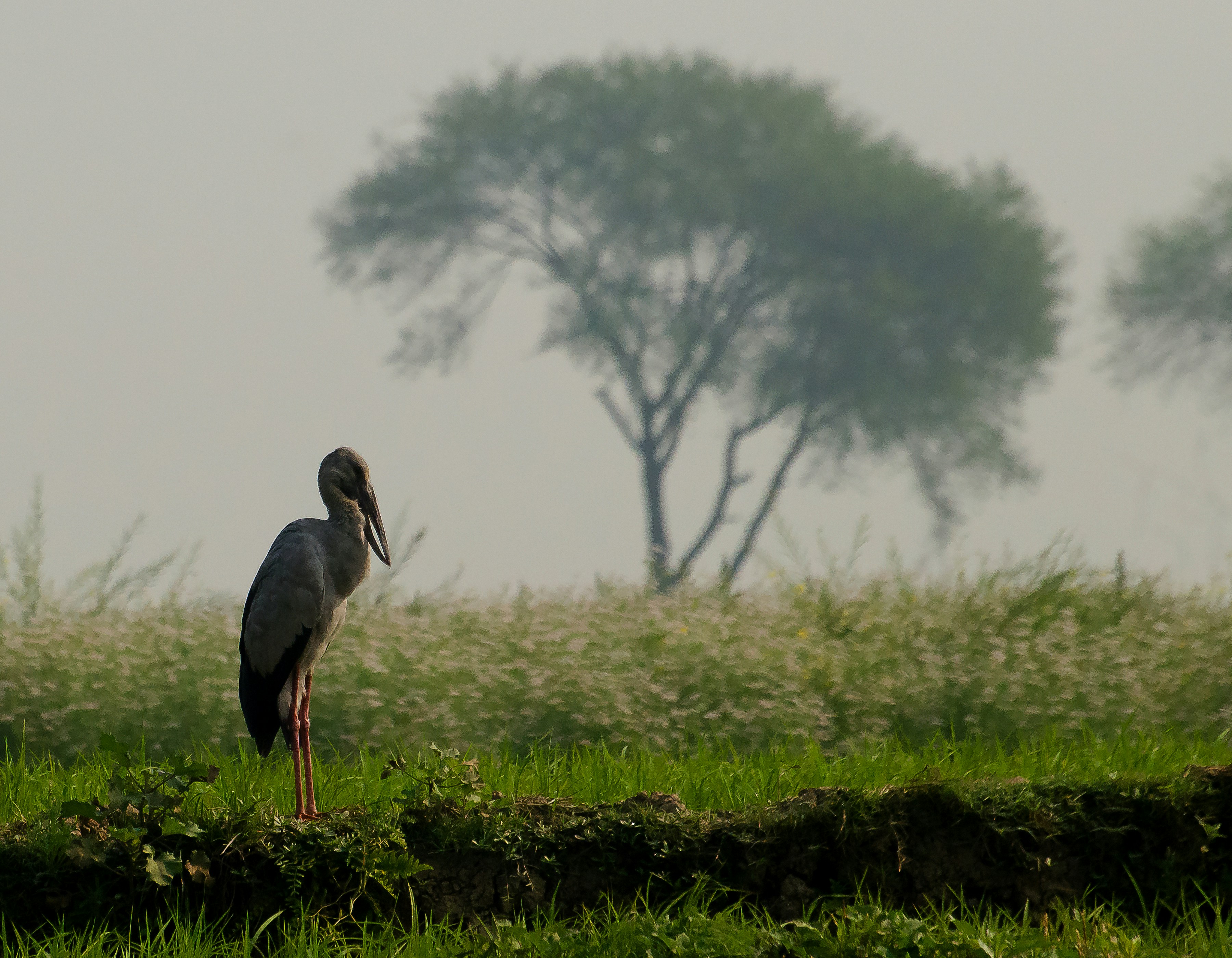 Dawn's Quiet Watch: A Heron Stands Amid a Misty Meadow