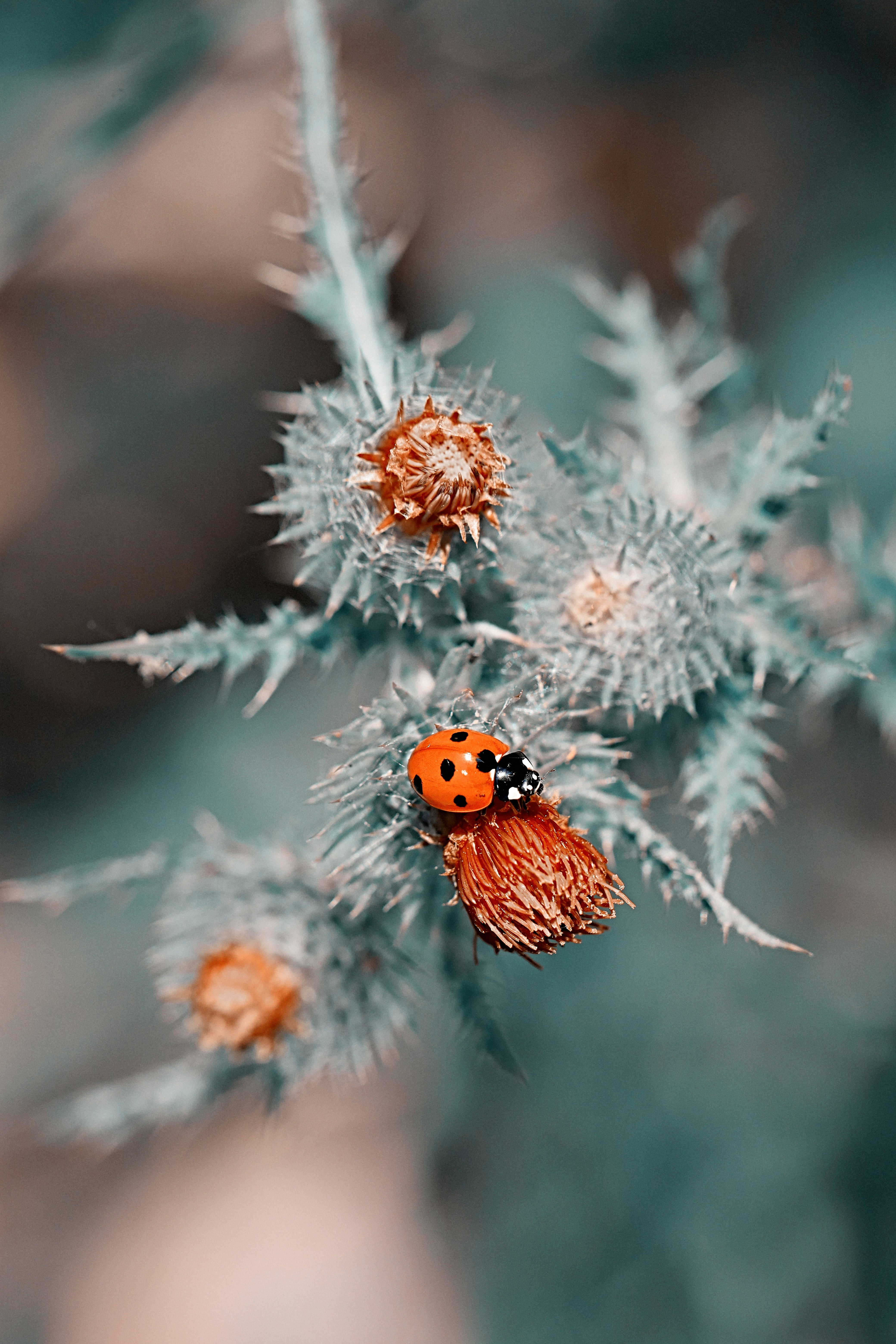Near-Earth Red: A Ladybug Reaches the Seed Pod