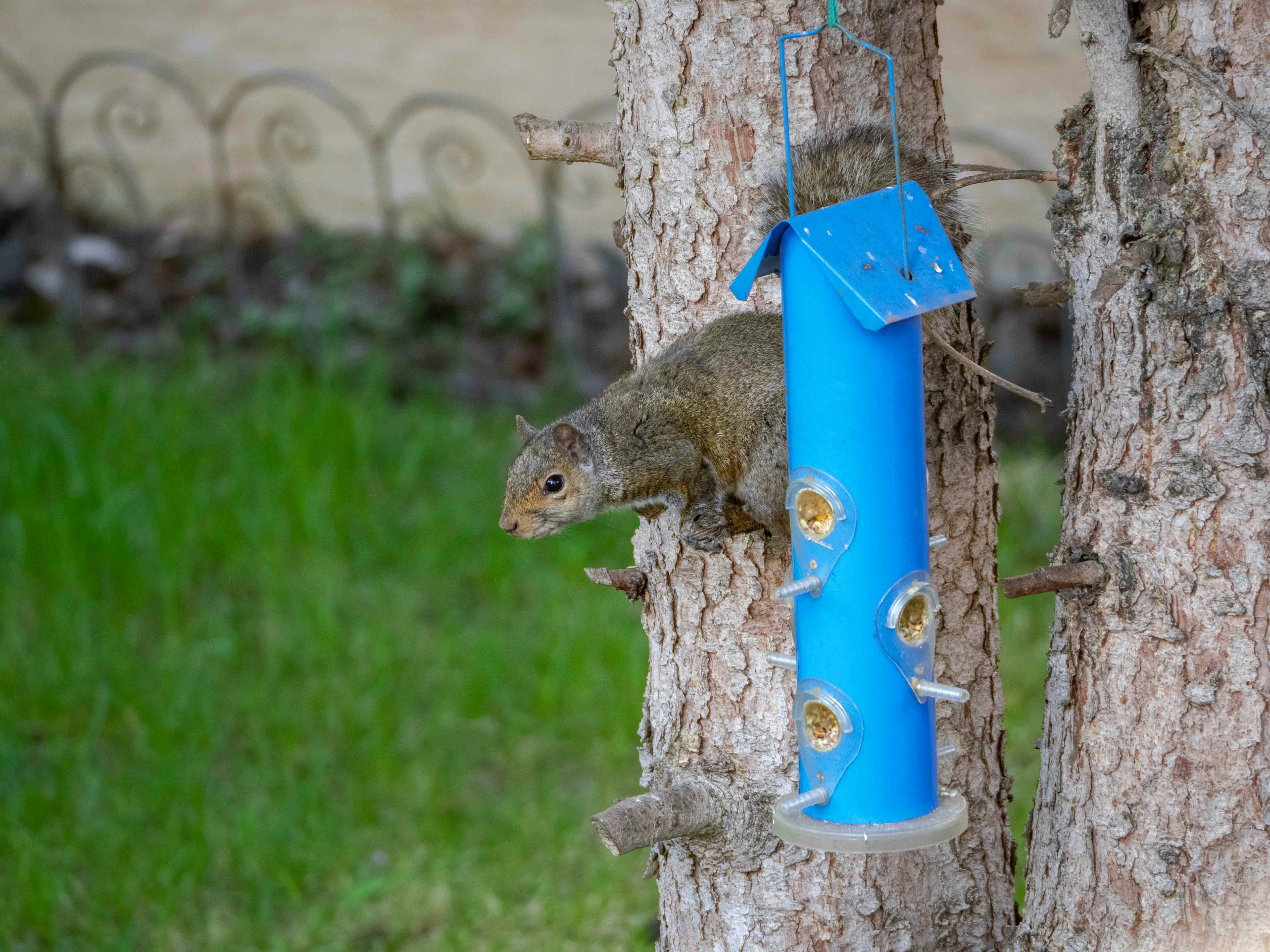 A squirrel skillfully navigating a vibrant blue bird feeder attached to a tree, with lush green grass in the background.