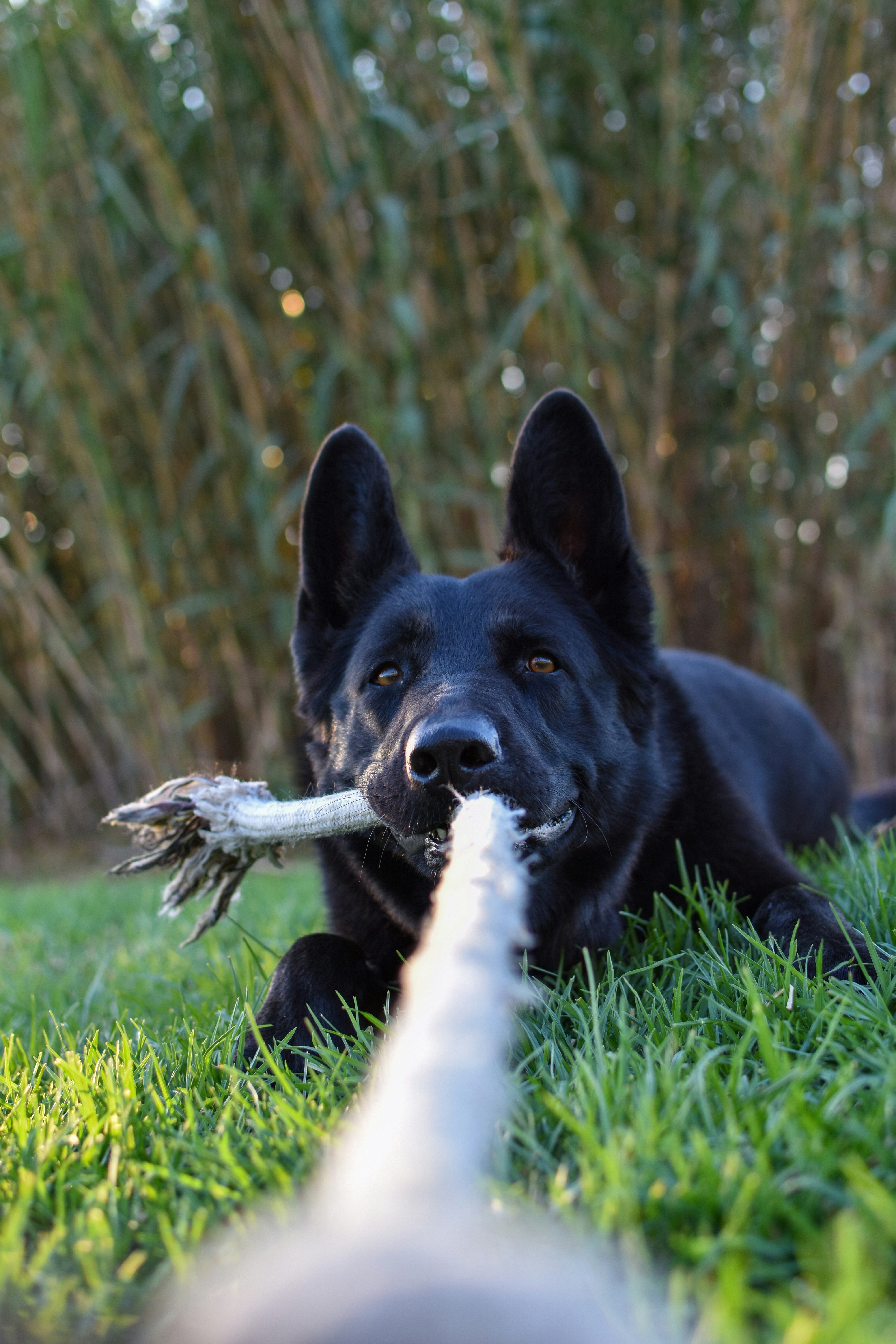 Black dog playfully tugging on a stick in a lush green field, surrounded by tall grass and soft background bokeh.