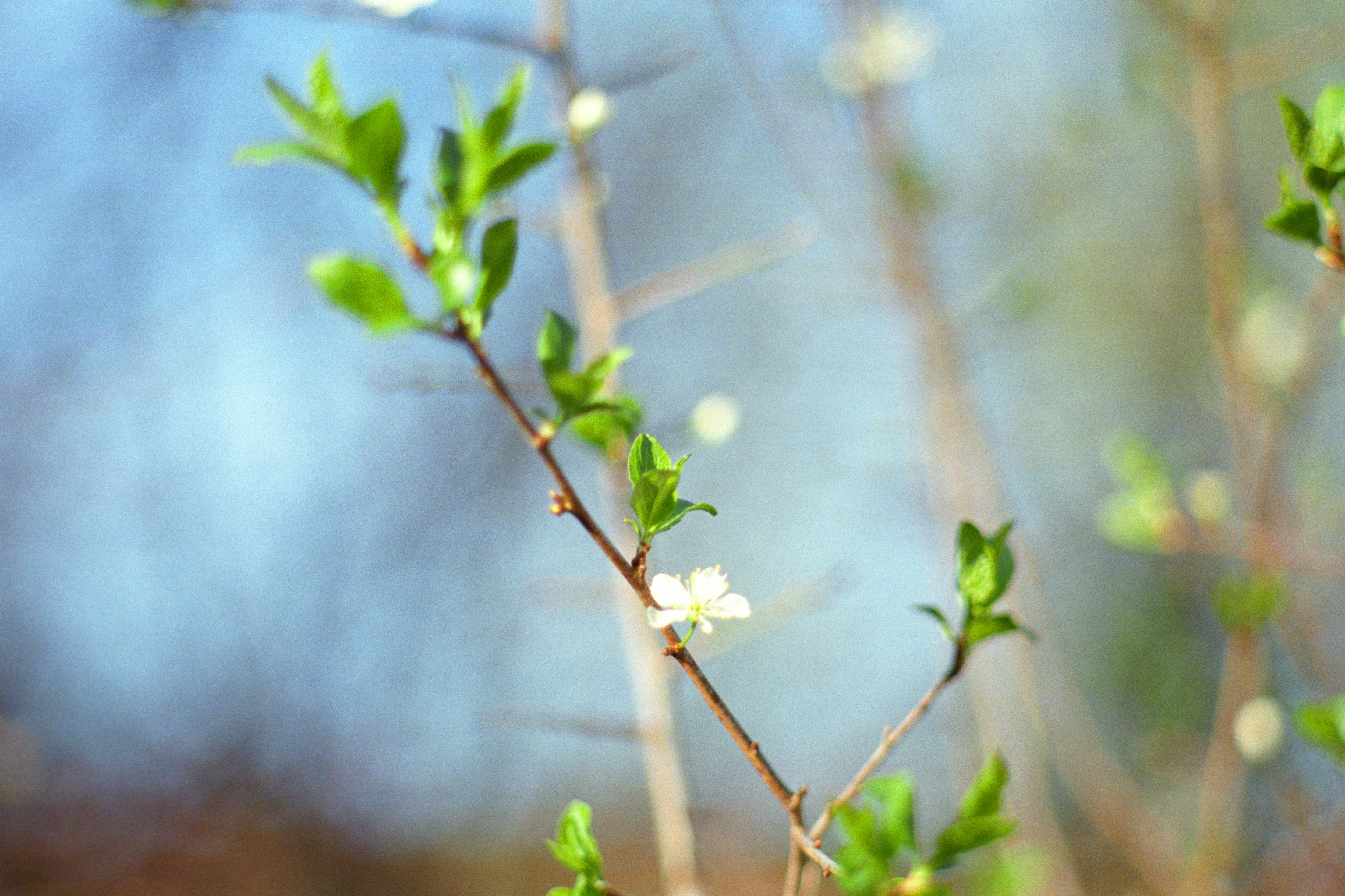 Delicate branch adorned with budding leaves and a single white blossom against a softly blurred background.