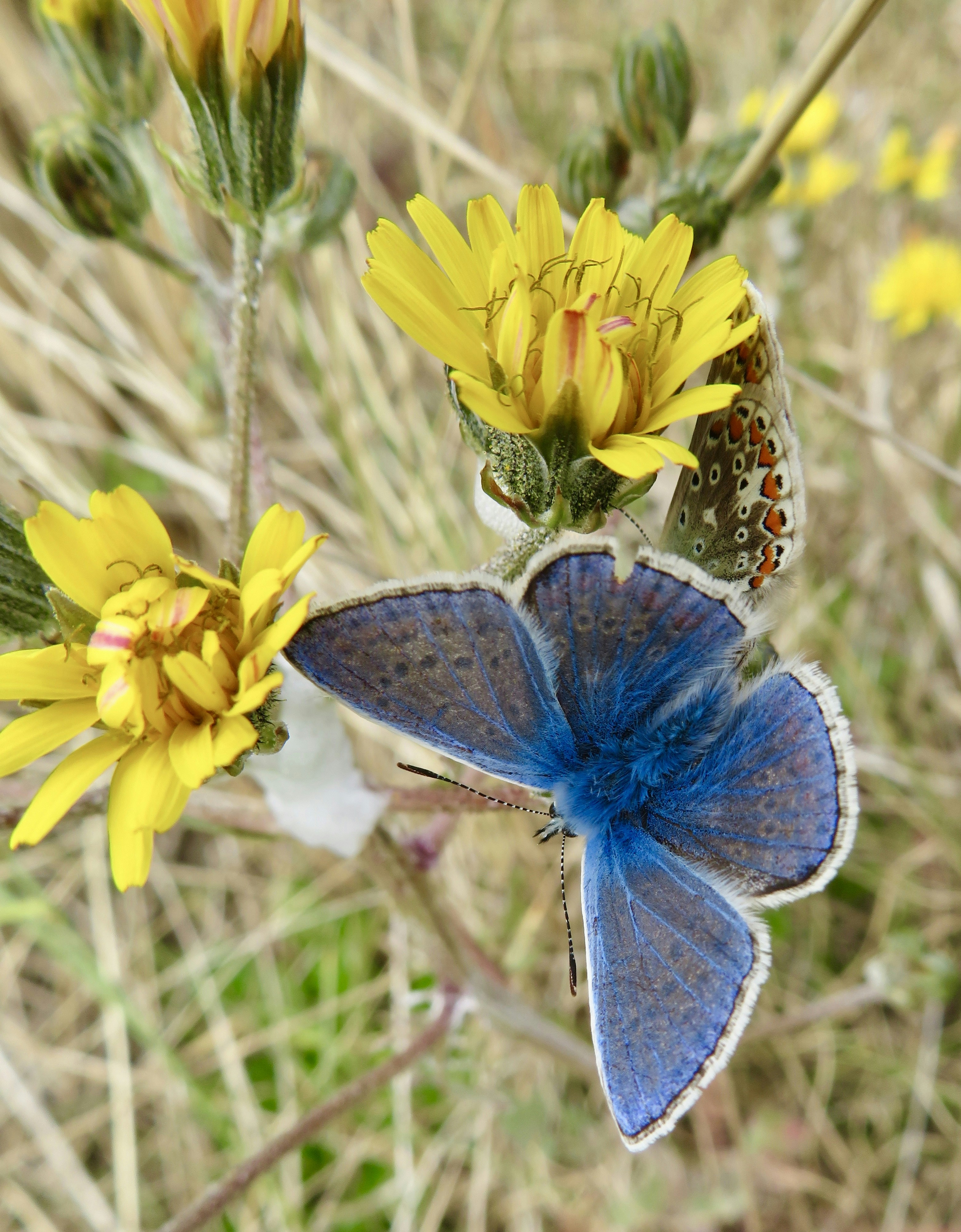 A vibrant blue butterfly rests on yellow flowers amidst a natural backdrop, showcasing the beauty of wildlife interaction.