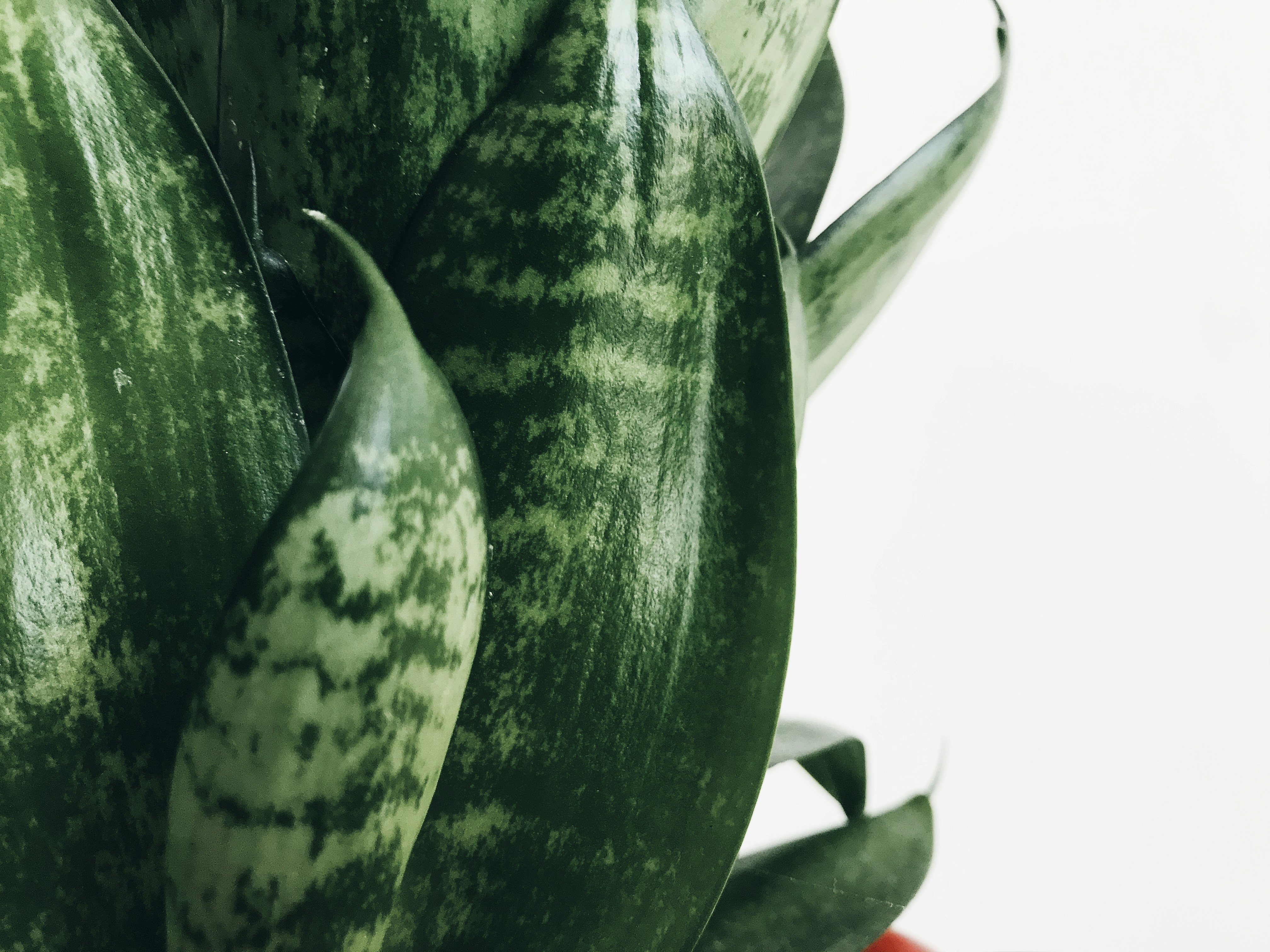 Close-up of green and black variegated plant leaves against a white background.