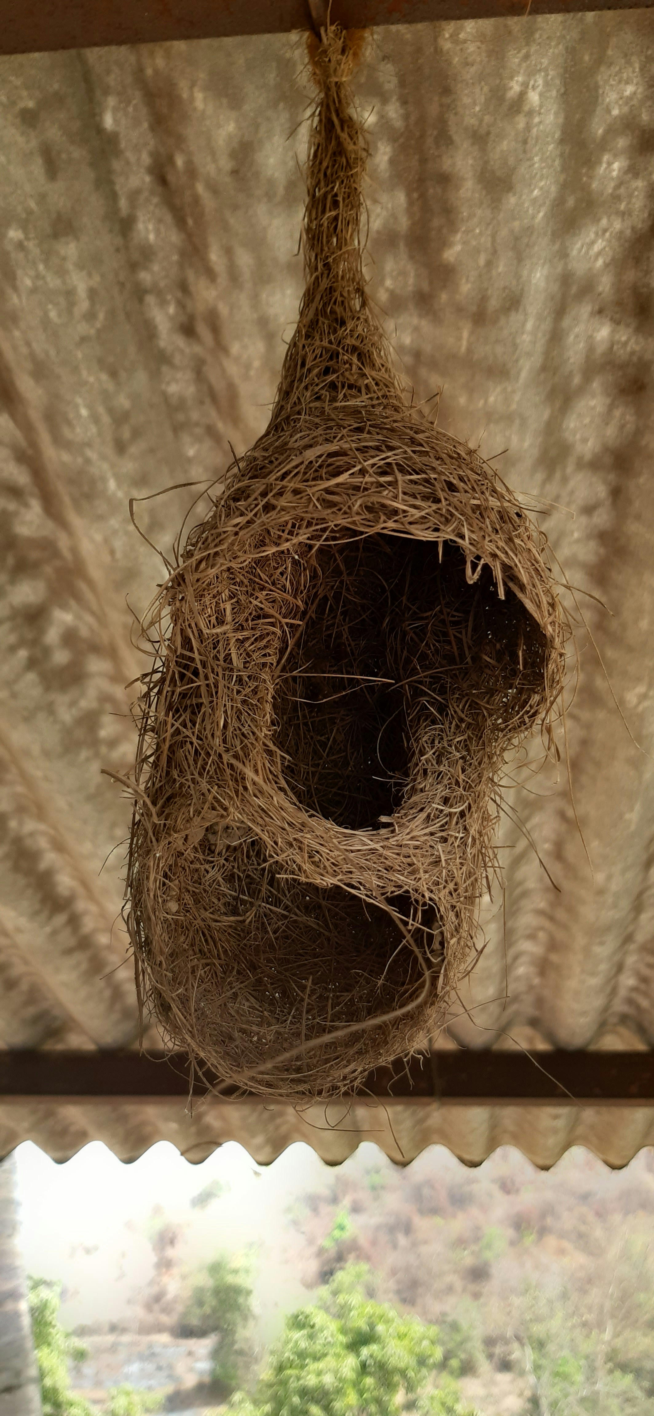Intricately woven bird's nest hanging from a roof, showcasing natural materials and craftsmanship.