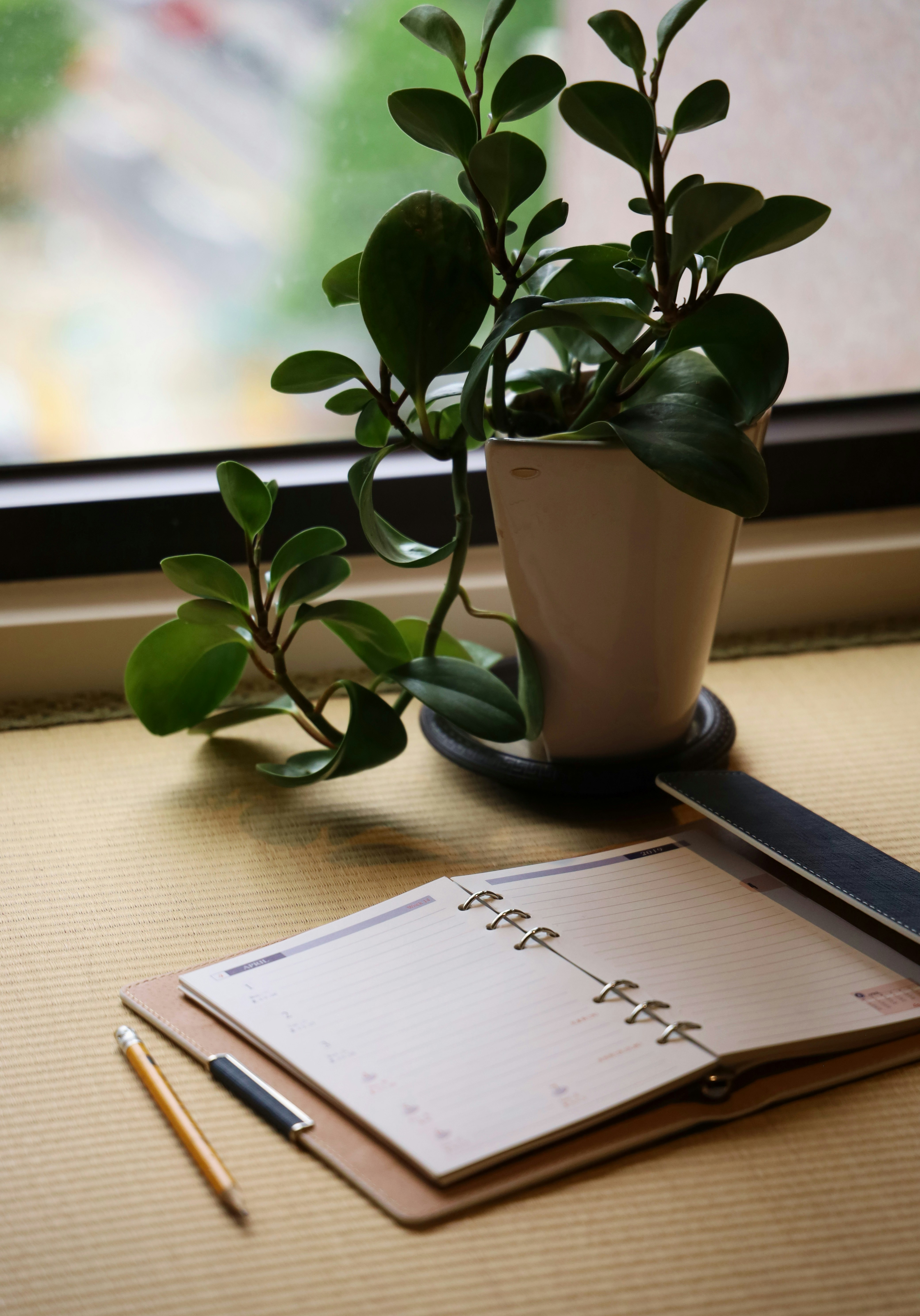 Verdant Window Glow: A Potted Plant and Desk Essentials