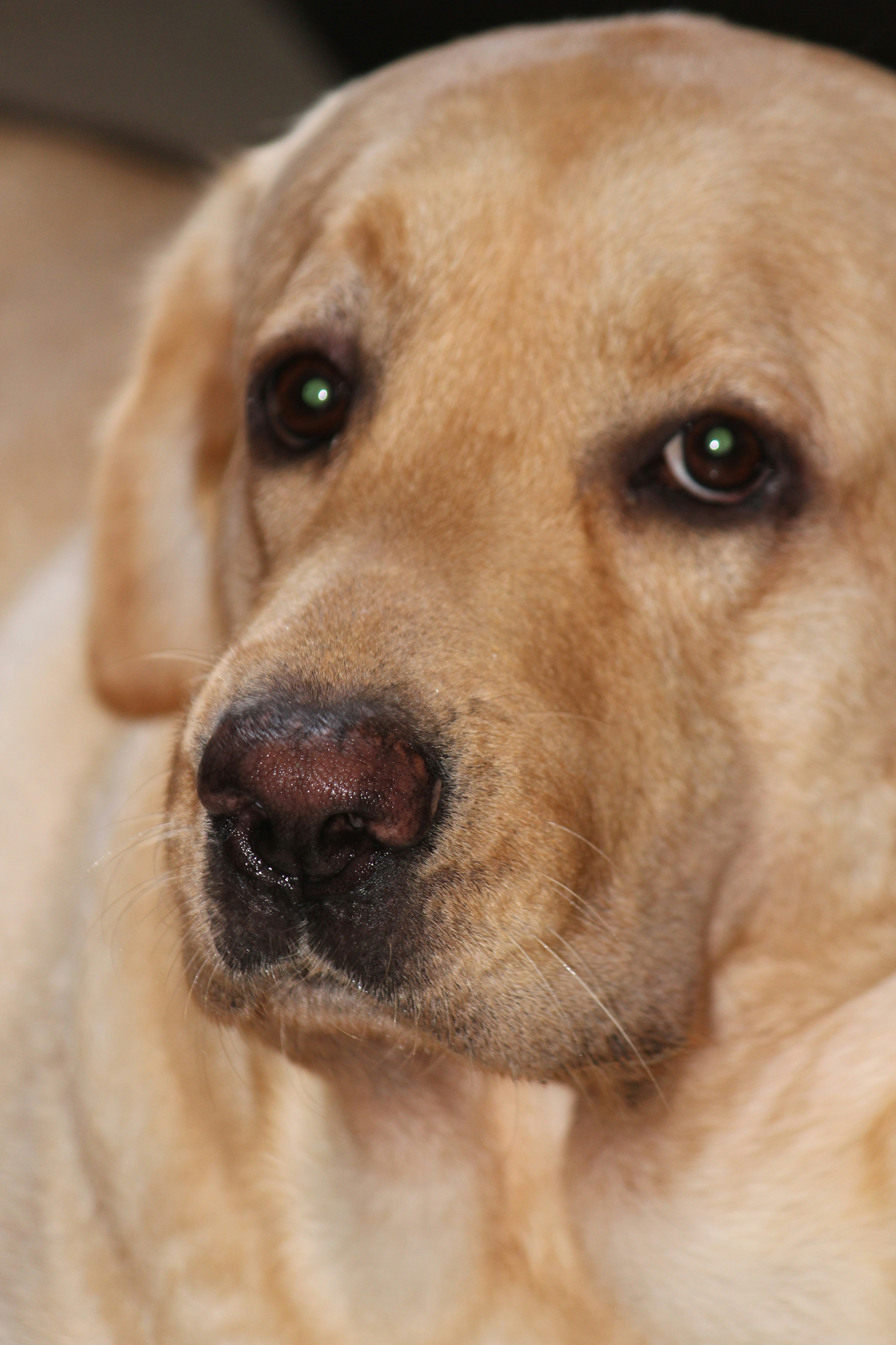 Foto Cachorro de labrador retriever amarillo acostado sobre tela blanca ...