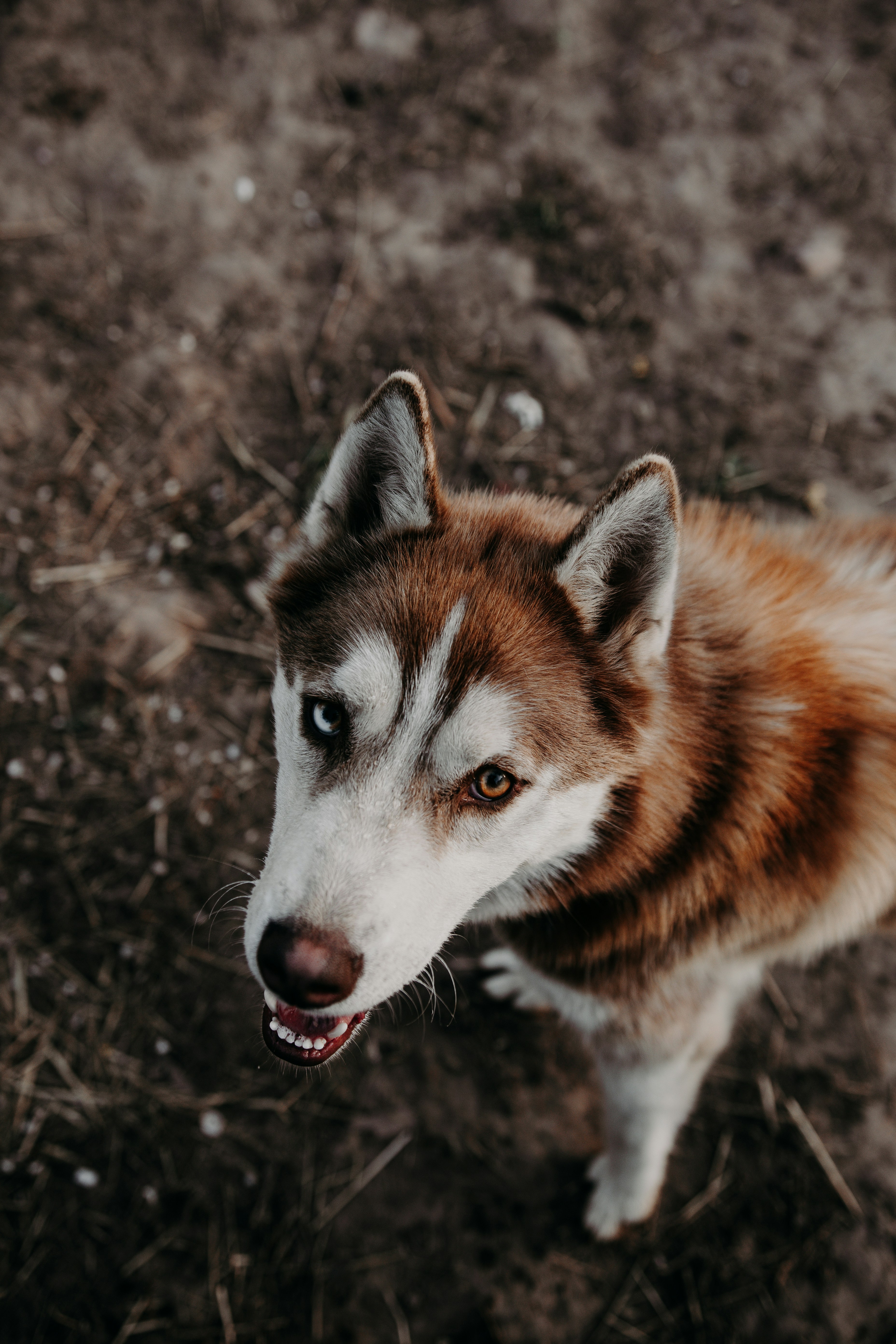 Siberian Huskies Tumblr