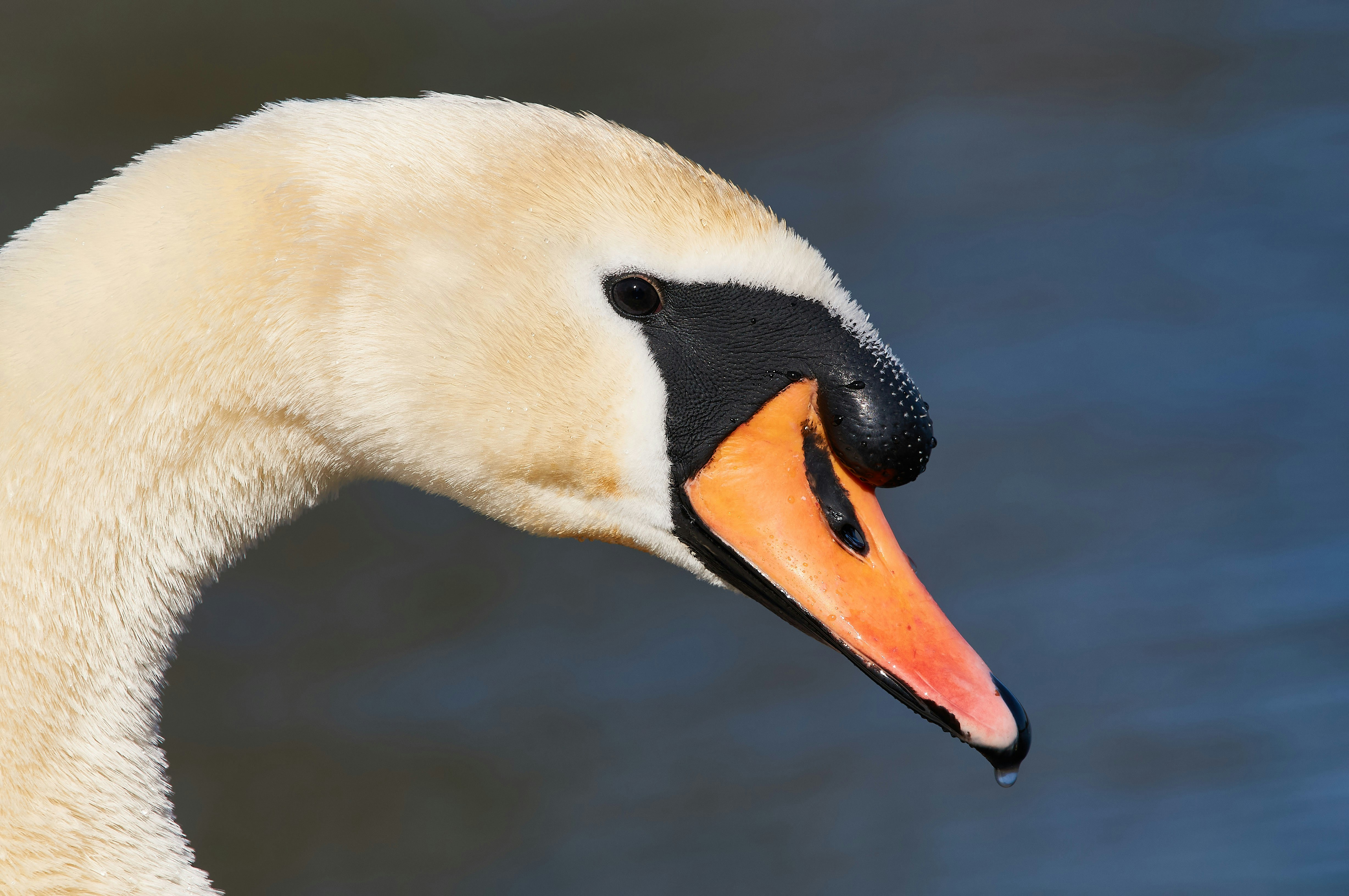 Pato blanco en fotografía de primer plano foto – Imagen de Animal ...
