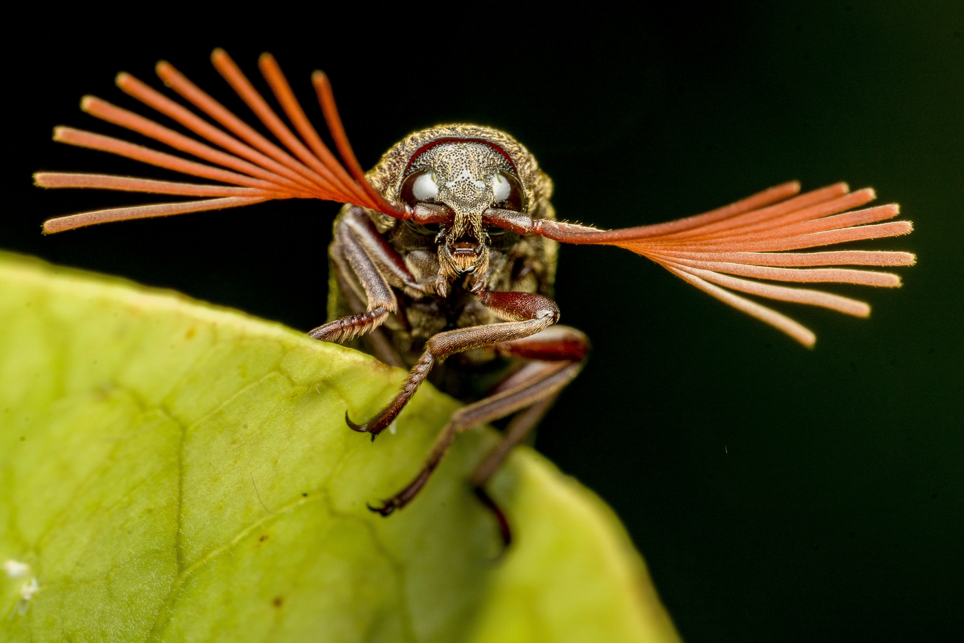 Fan-Tailed Majesty: Macro Portrait of a Leaf-Dwelling Insect with Orange Feather Antennae