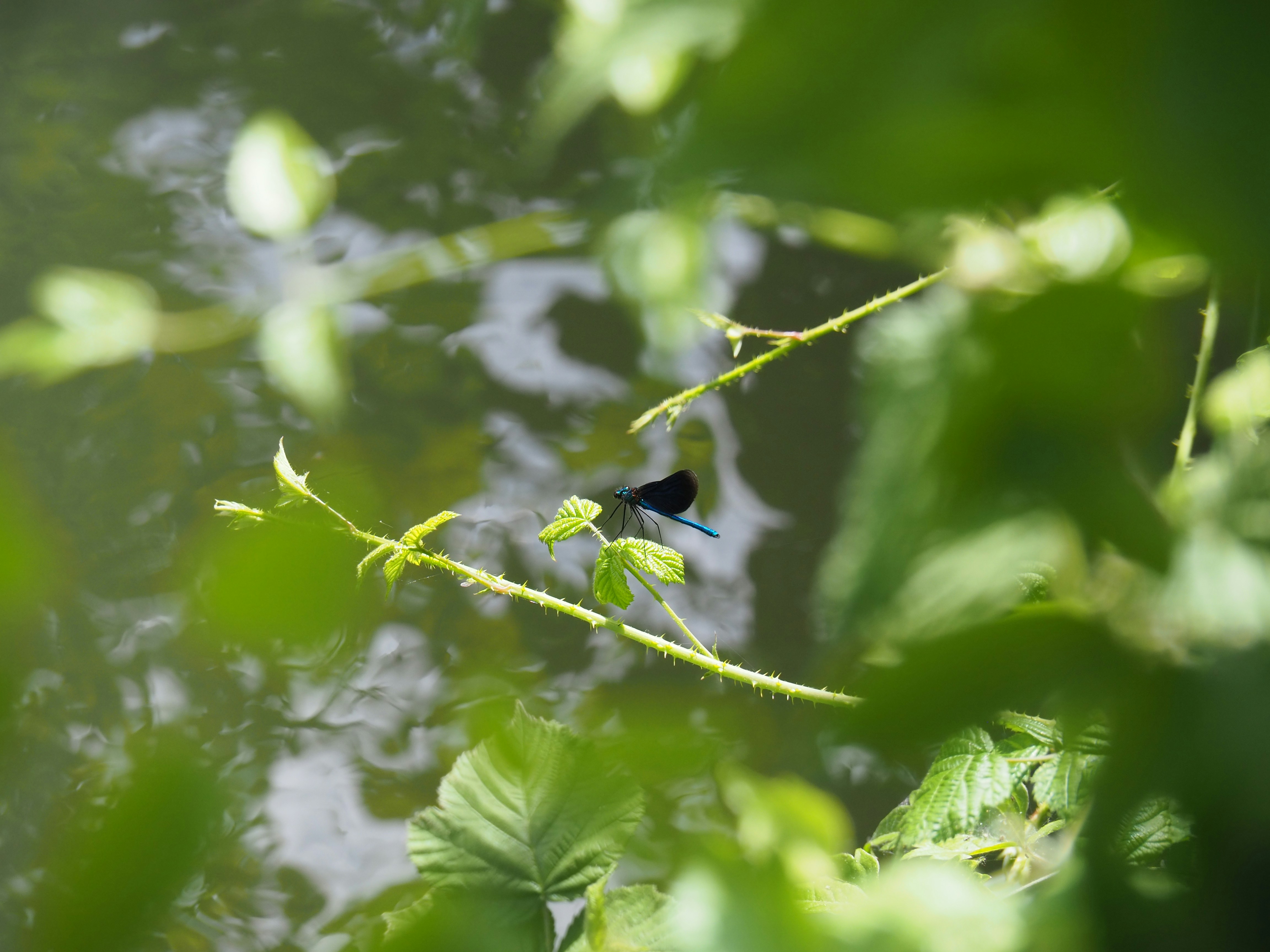 A delicate butterfly rests on a branch, partially obscured by vibrant green leaves, reflecting the tranquility of a serene waterway.