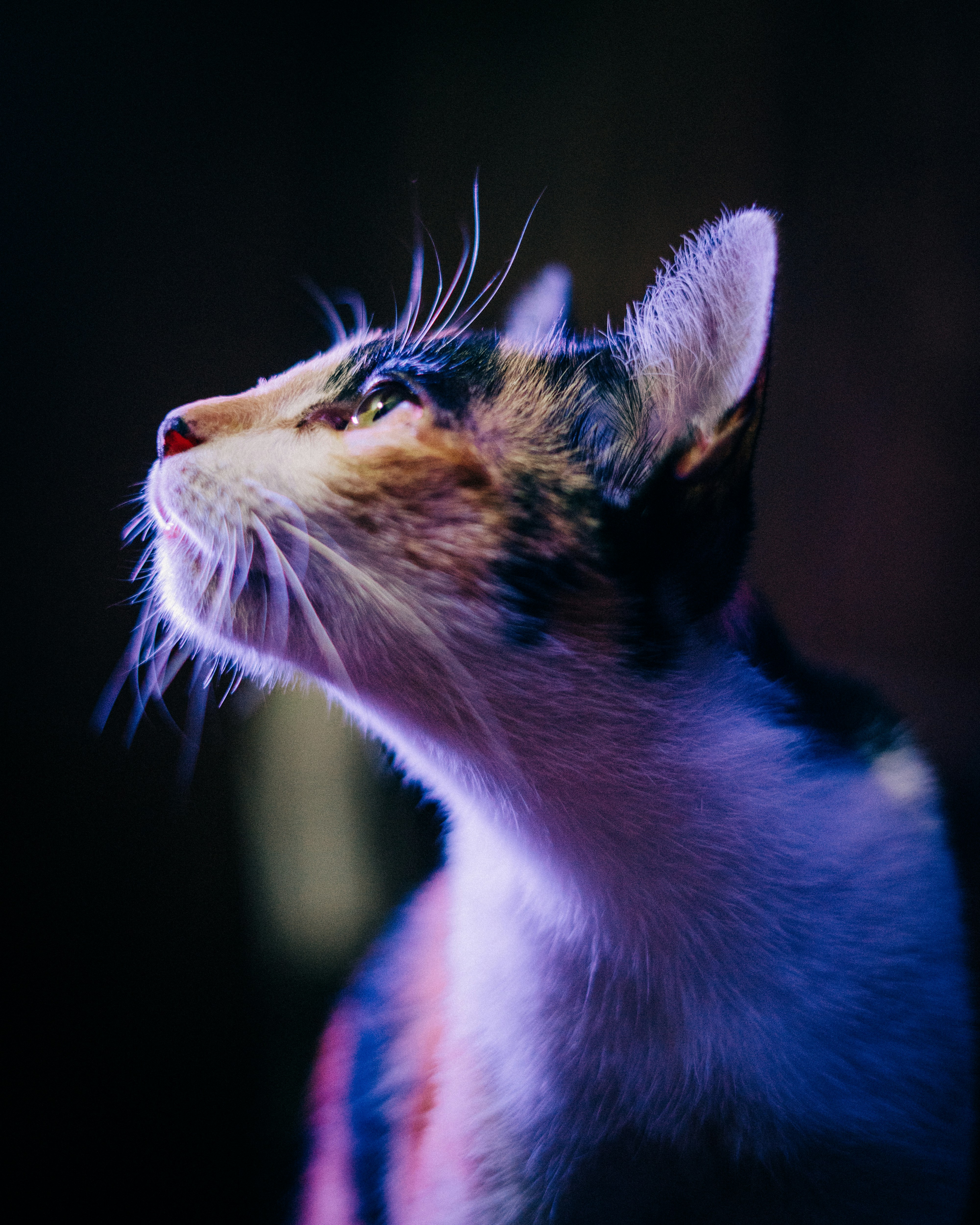 Indigo Gaze: Calico Cat Under Neon Nightlight