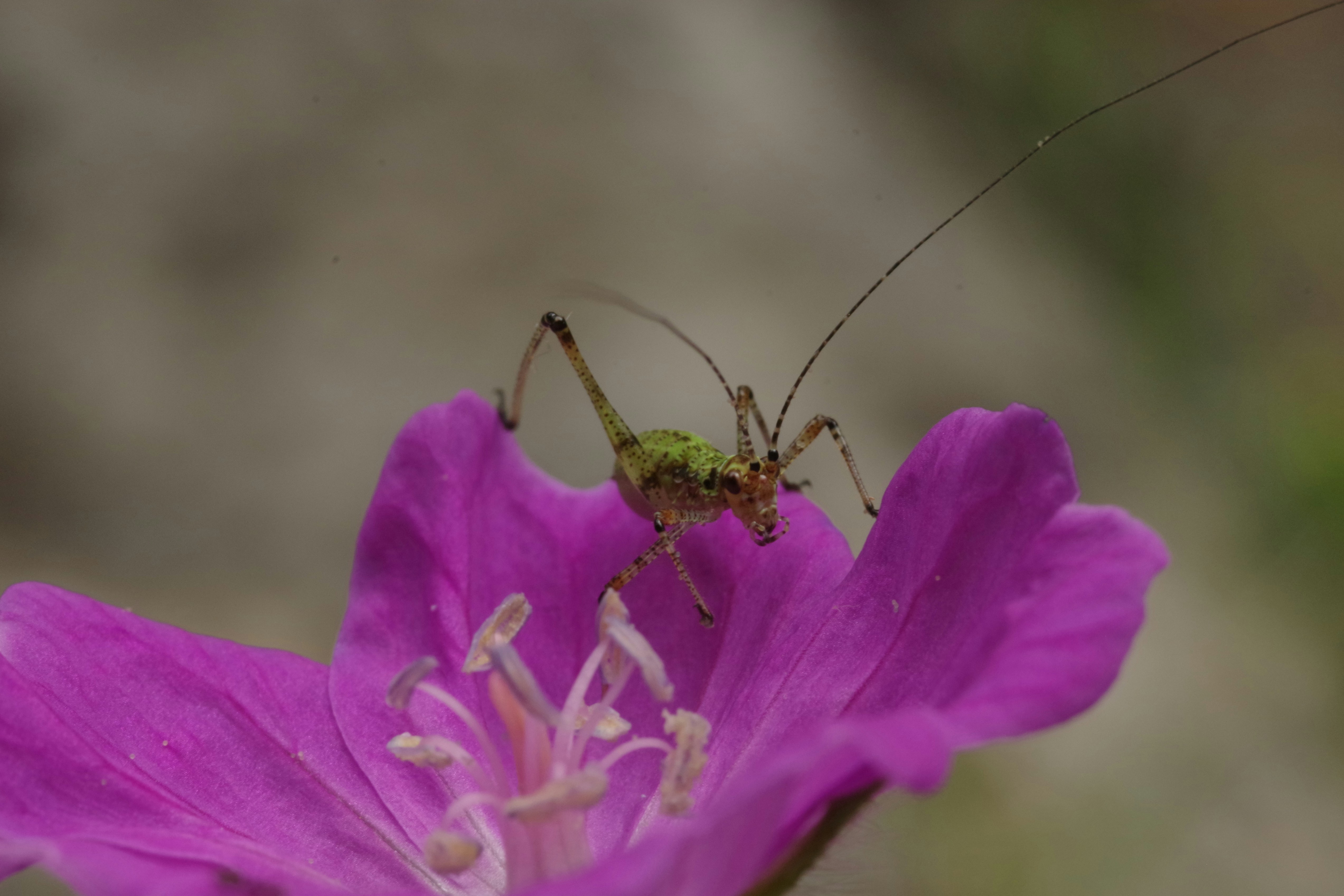 Violet Bloom, Green Sentinel: A Micro Spider’s Quiet Moment