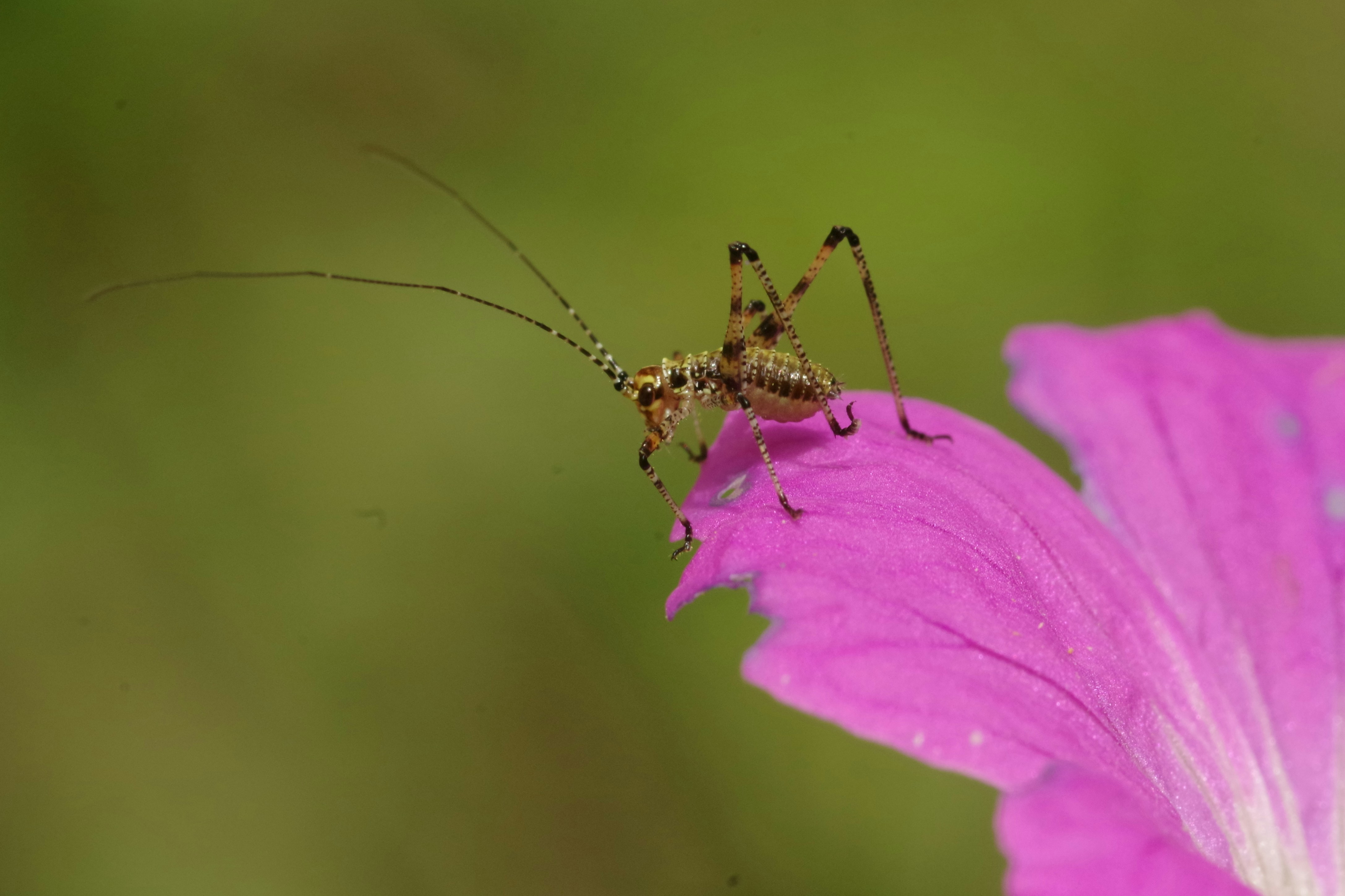 brown and black insect on pink flower