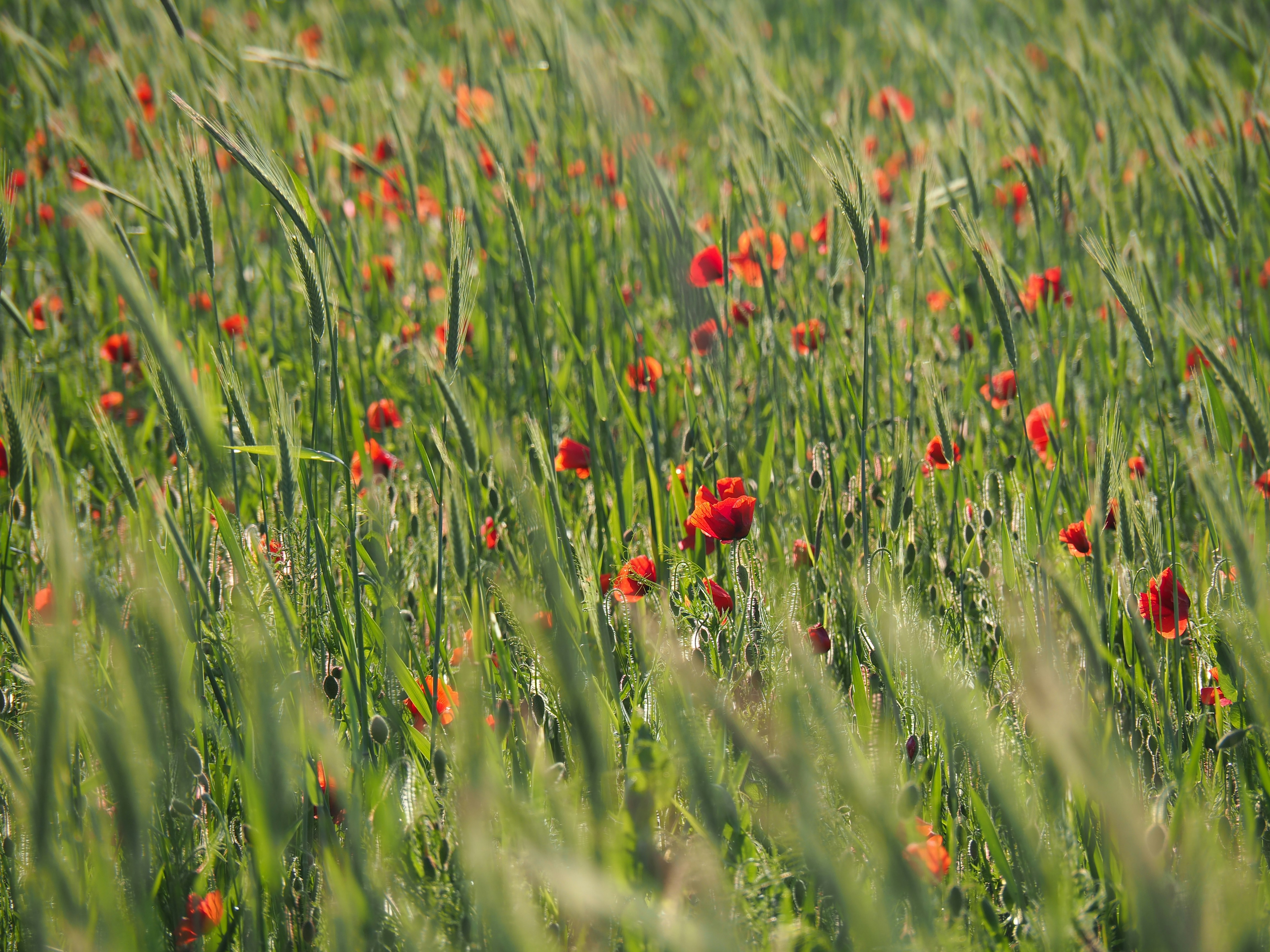 Vibrant red poppies dot a lush green field, swaying gently in the breeze under a warm sun.