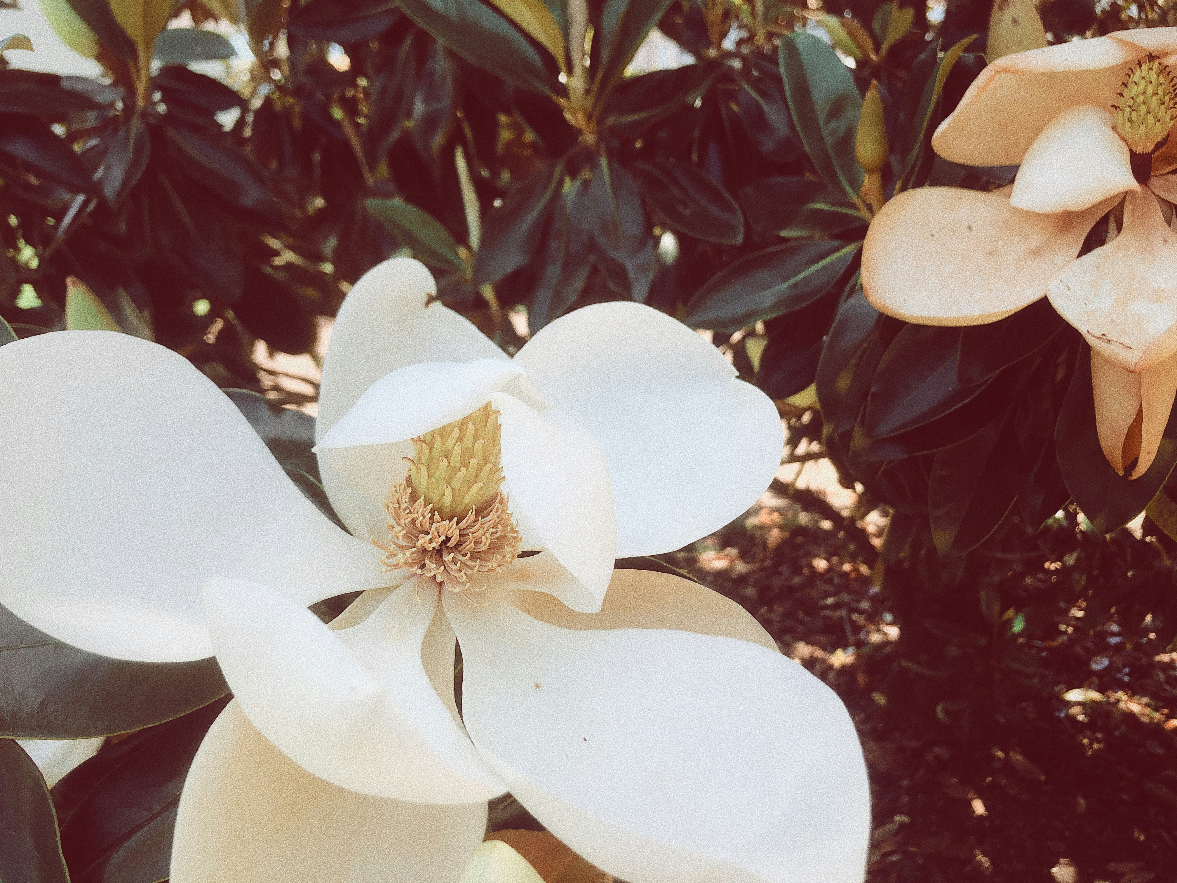 White Magnolia Bloom in Dappled Garden Light